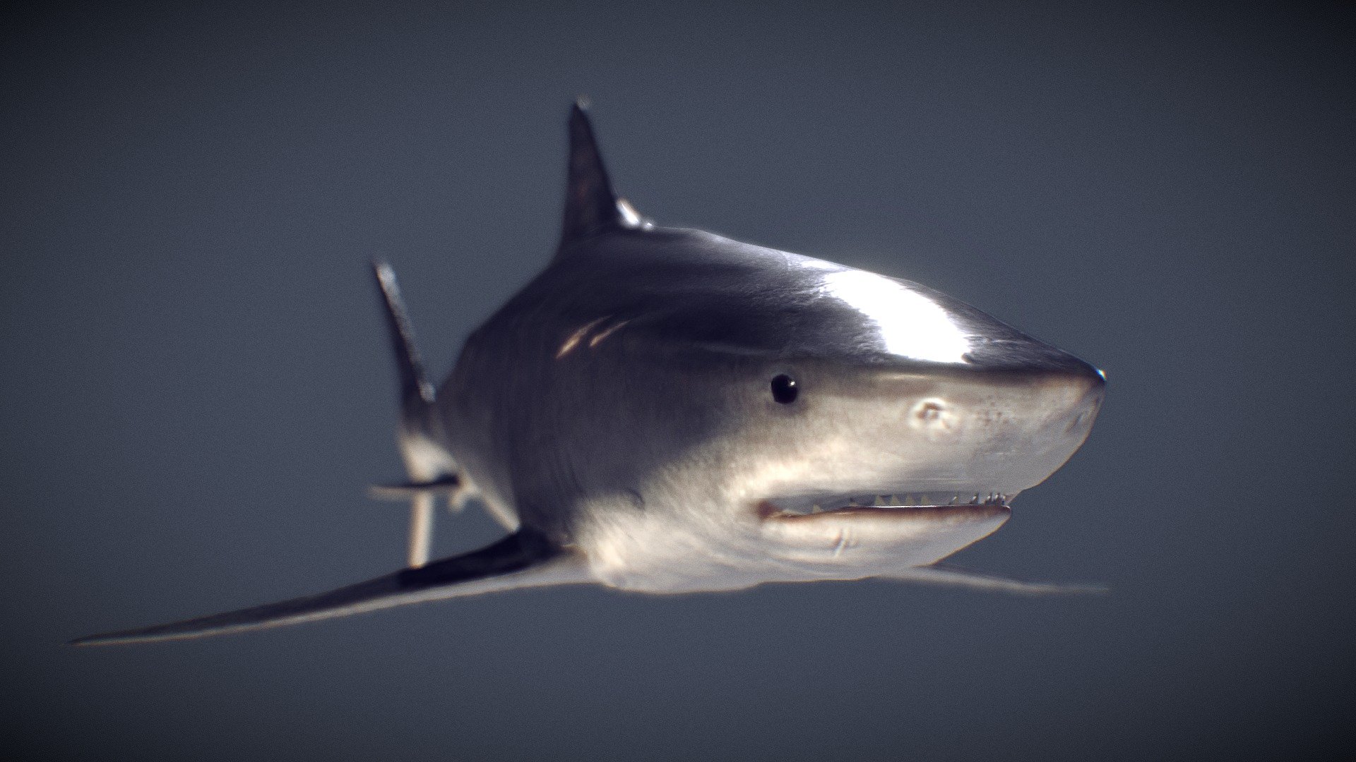 Shark - 3D model by Chaz_B [a7d2cb3] - Sketchfab