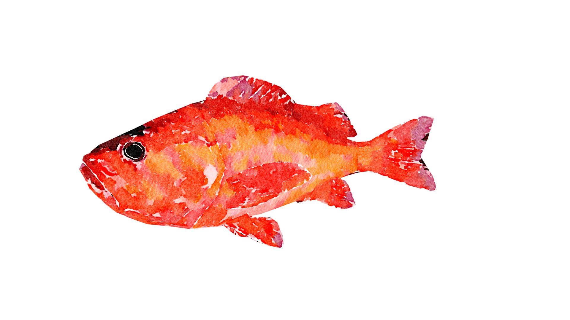 Red Rockfish Illustration - 3D model by josluat91 [a7d702a] - Sketchfab