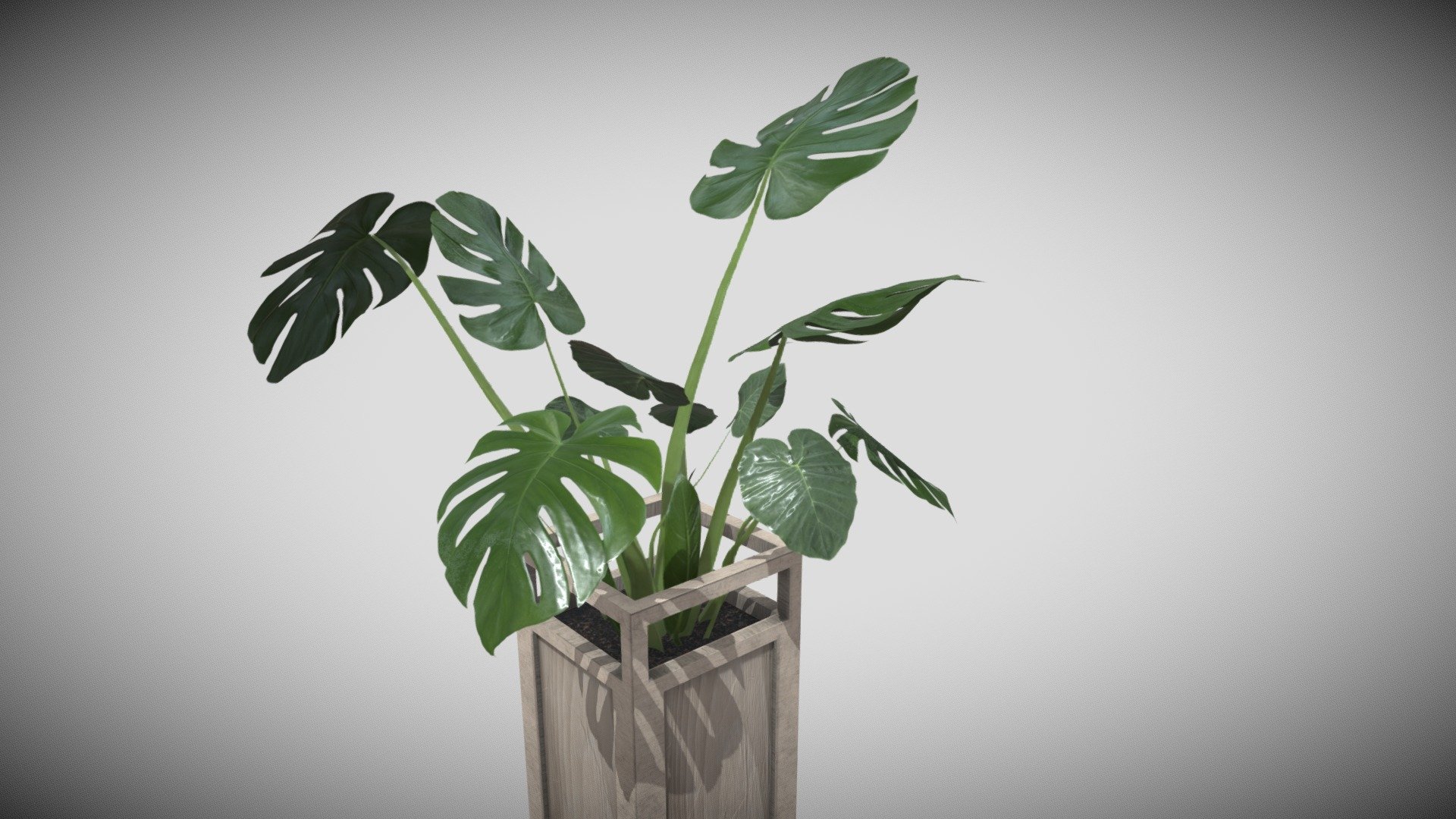 Monstera plant - 3D model by PatrykŚw (@patryksw) [a7d90f9] - Sketchfab