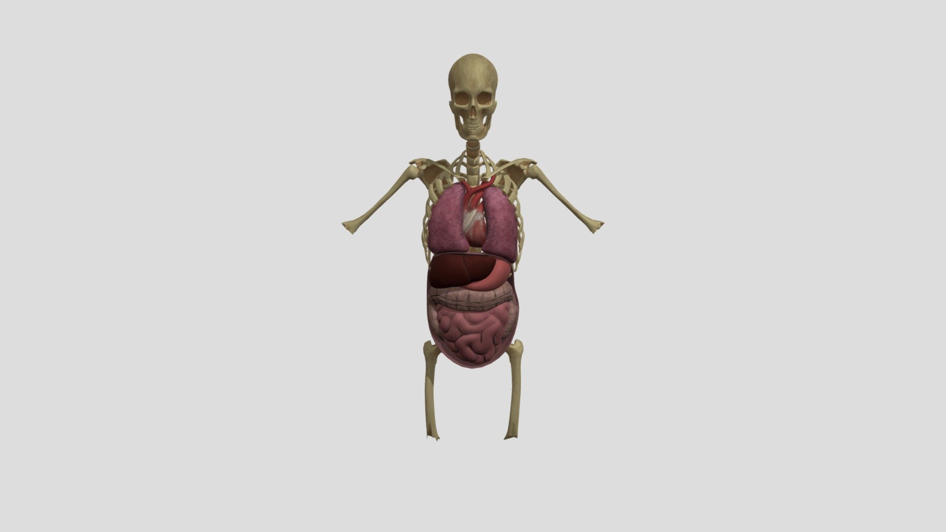 Human_Body - 3D model by start2tech21 (@AndrewPom) [a7dbdbf] - Sketchfab