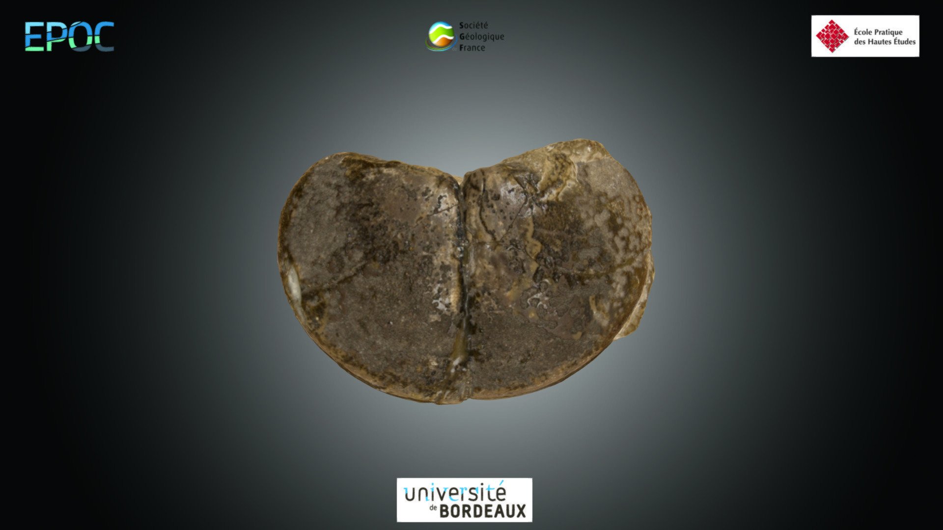 Ammonoïde - Aptychus - Download Free 3D model by Société Géologique de ...
