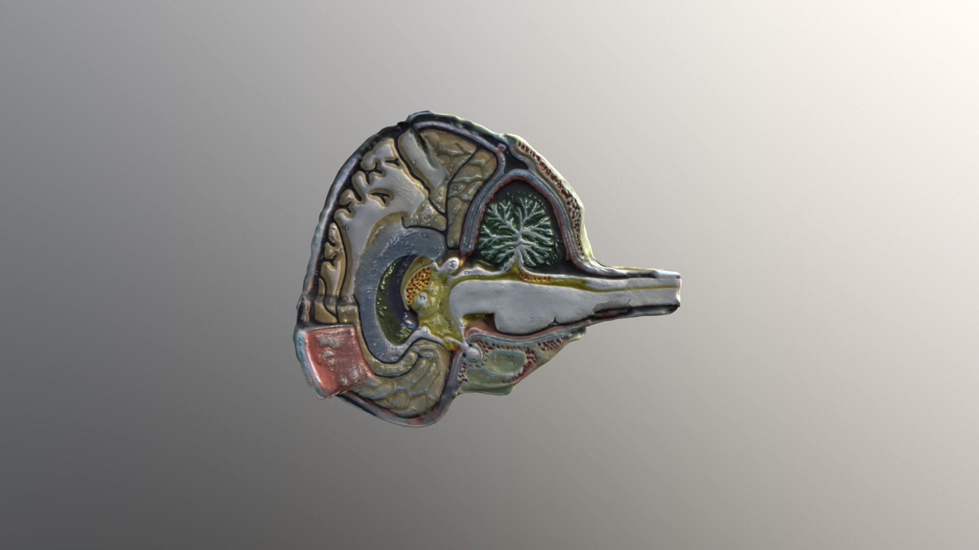 Brain - Download Free 3D model by jkane326 [a7ddc3d] - Sketchfab