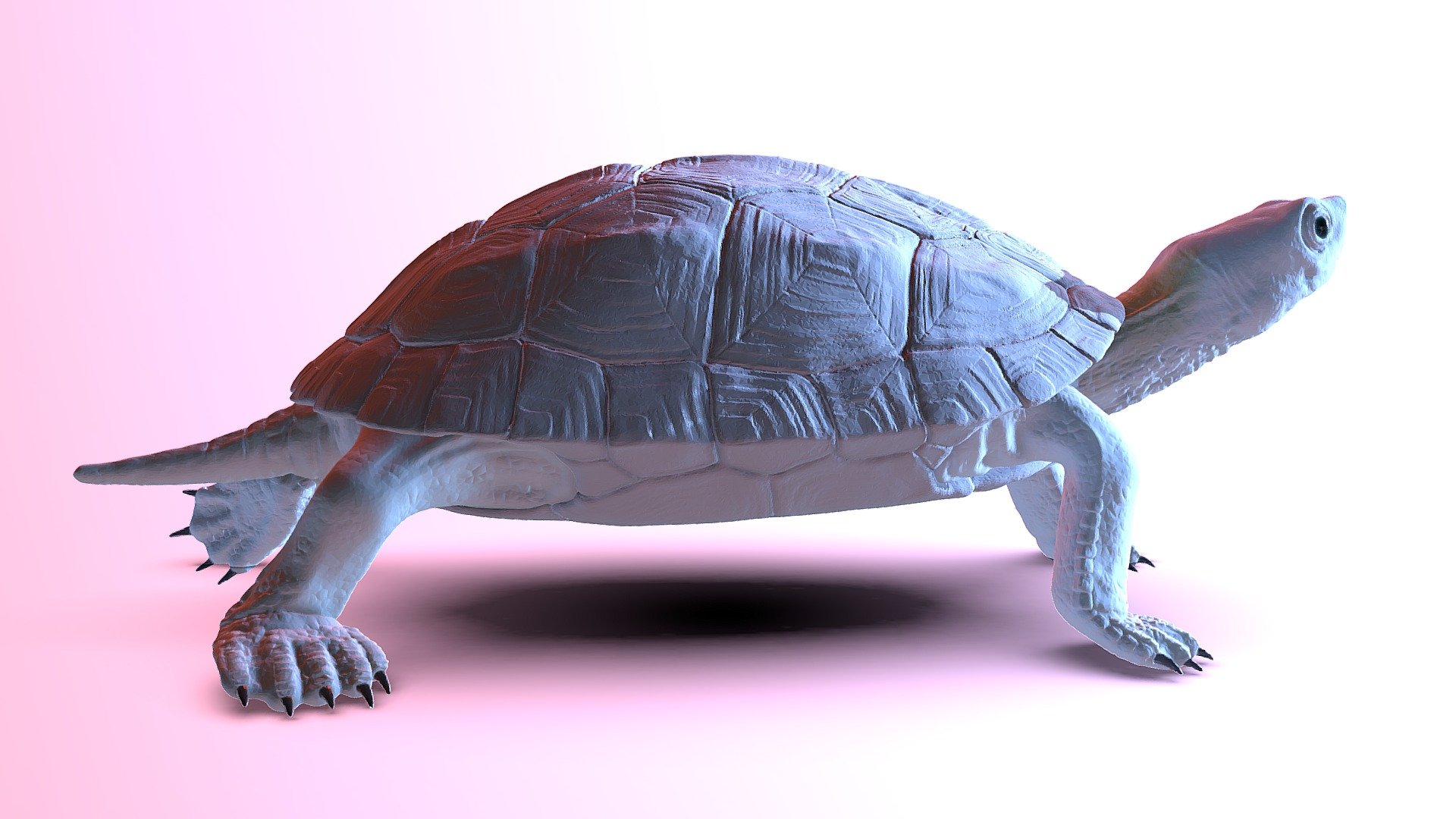 Mauremys sinensis - 3D model by HAYDAN9999 [a7dfadf] - Sketchfab