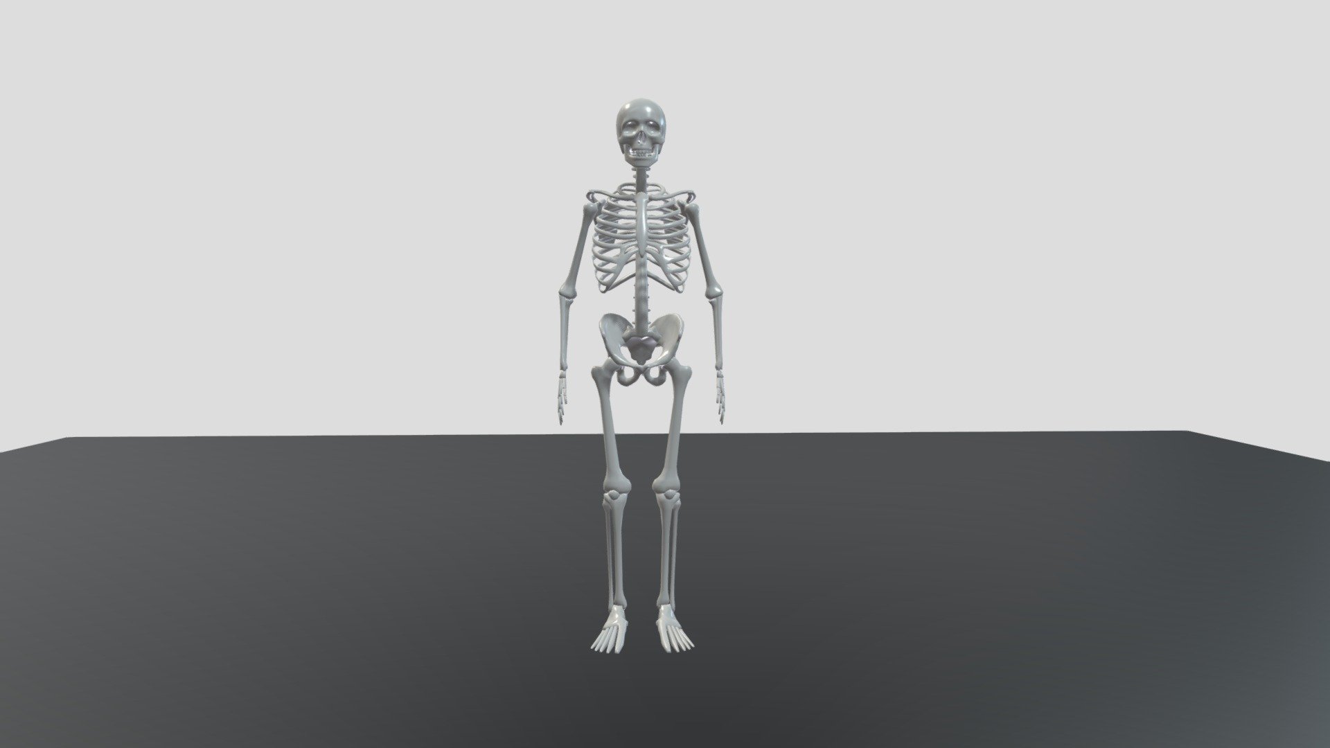 skeleton - 3D model by xelaa7 [a7e0a57] - Sketchfab