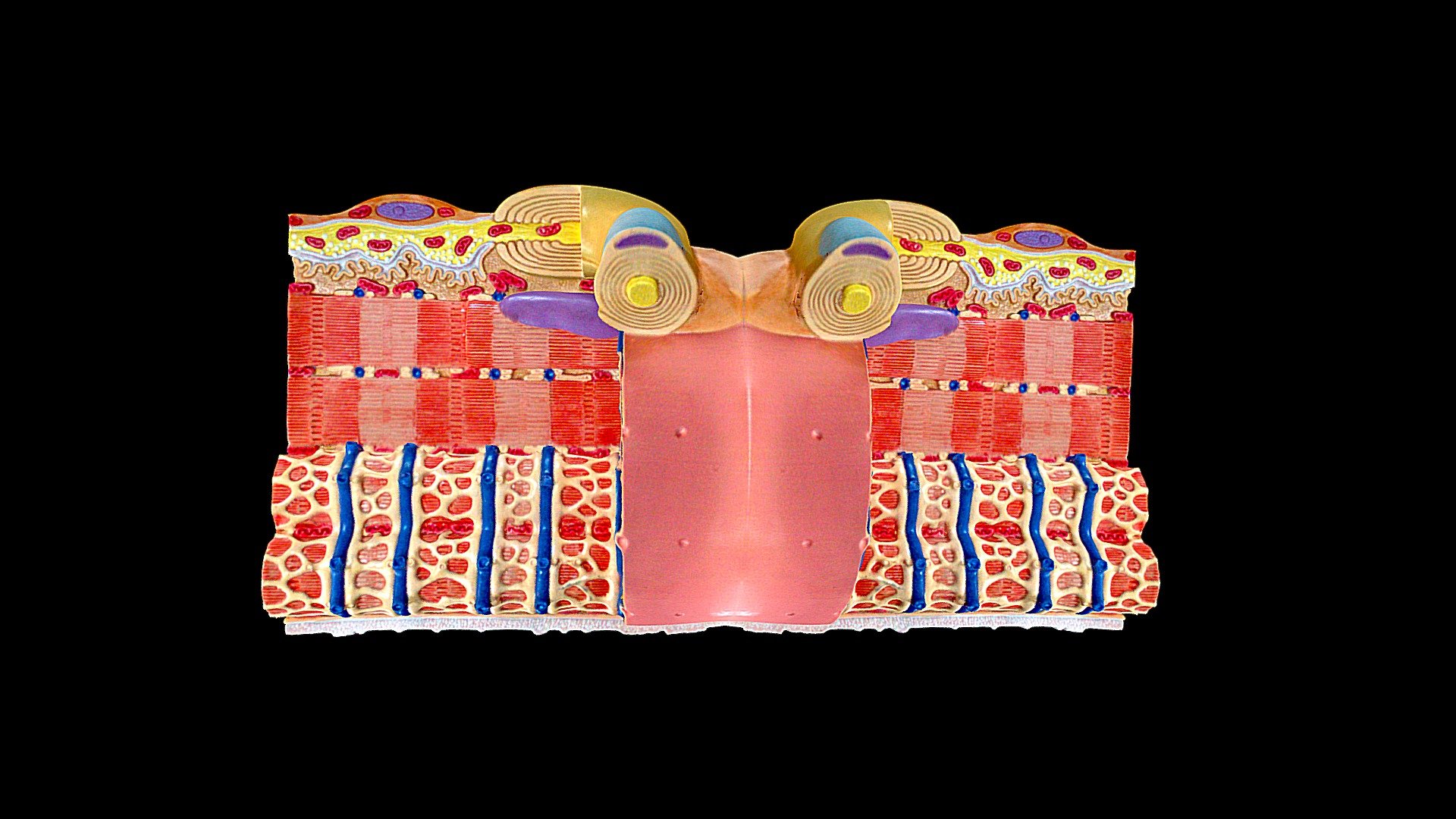 Skeletal Muscle Fiber1.ply - 3D model by tkanan [a7e12b4] - Sketchfab