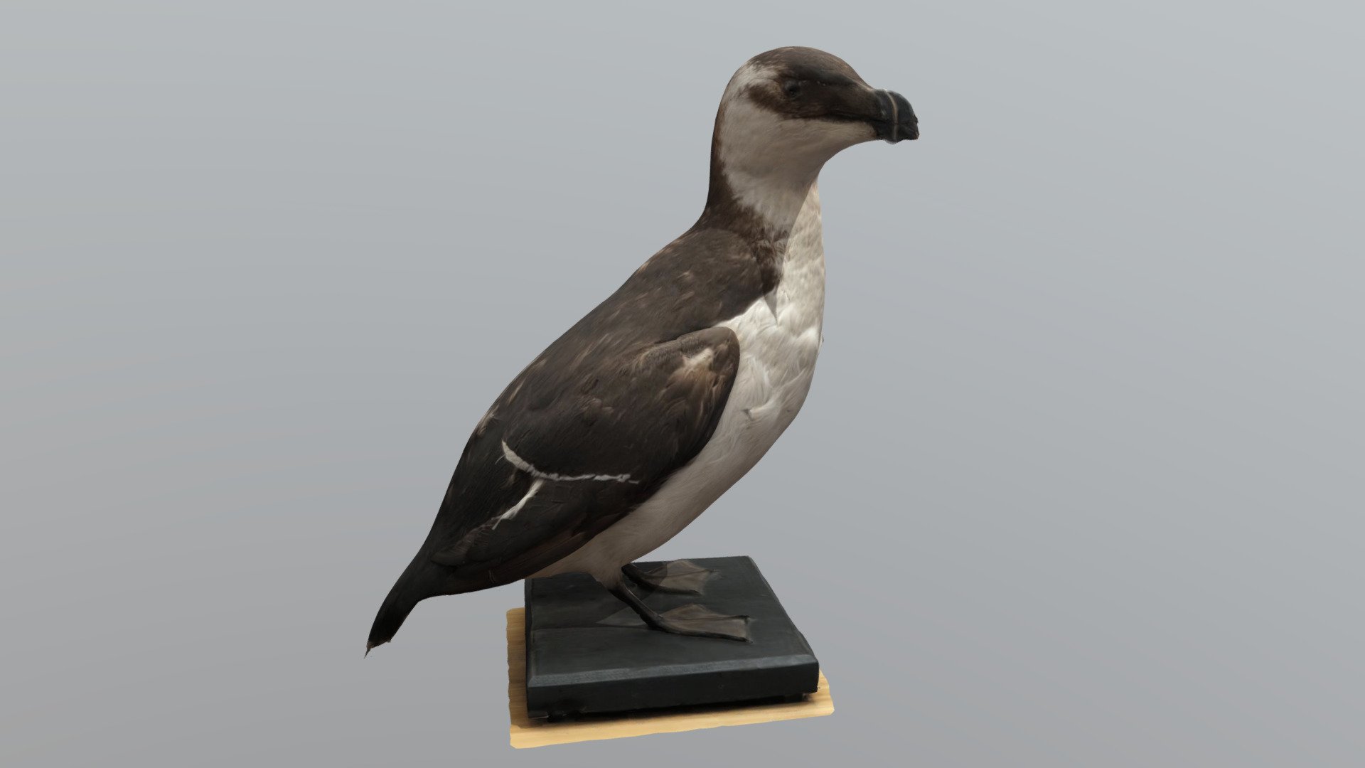Pingouin - Download Free 3D model by Tavernier Amaury (@svtavernier ...