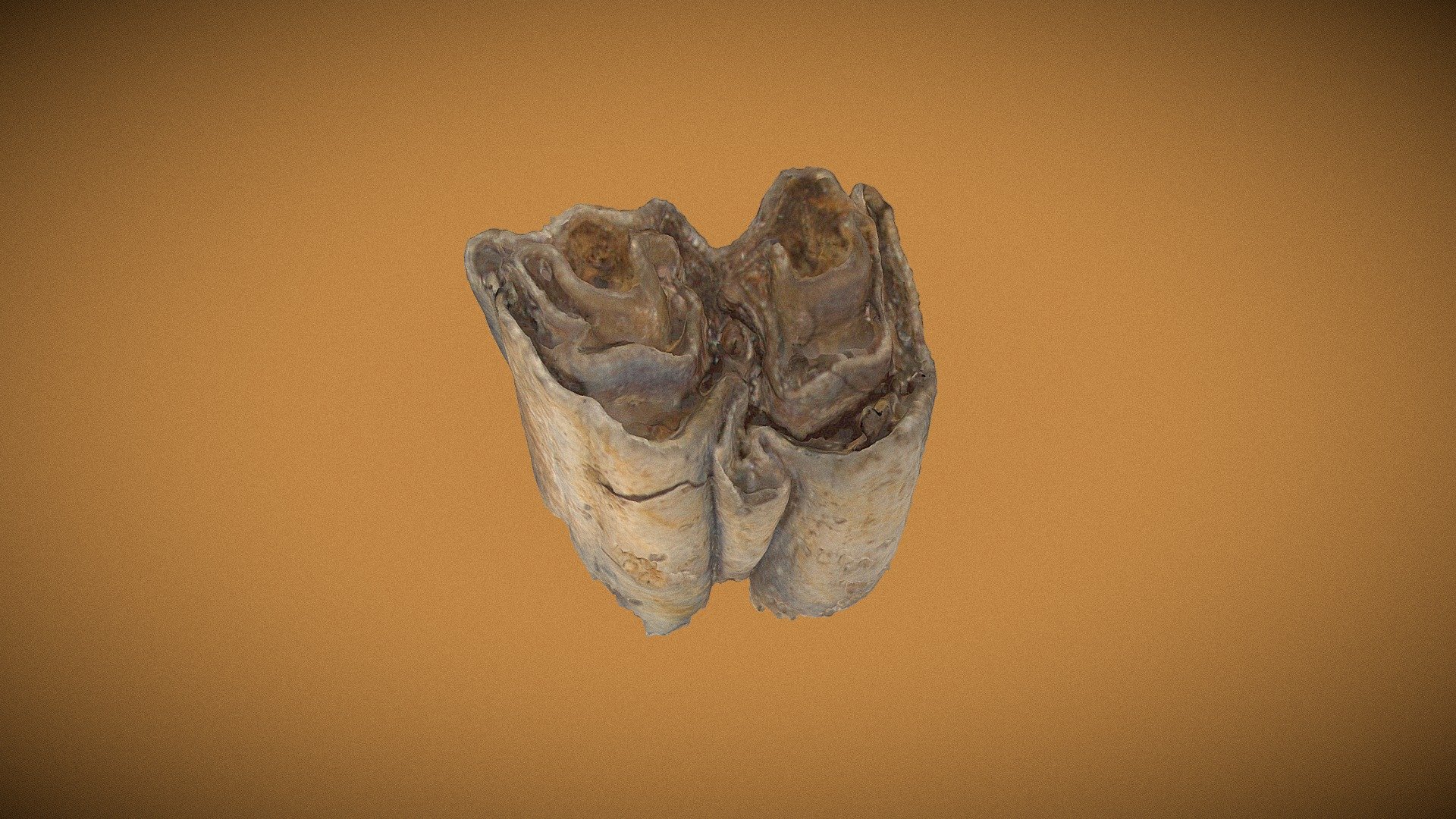 Bovine tooth - 3D model by Islands of Stone (@IoS_Hebrides) [a7f0250 ...