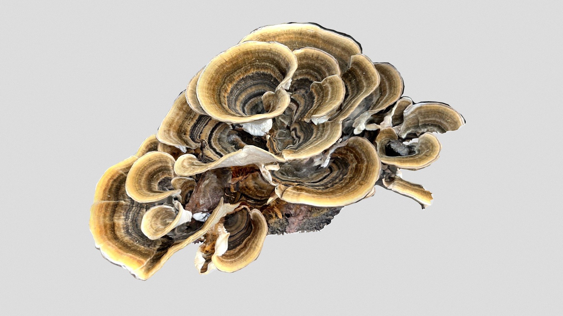 Ligneous mushroom - Download Free 3D model by Emm (@edemaistre ...