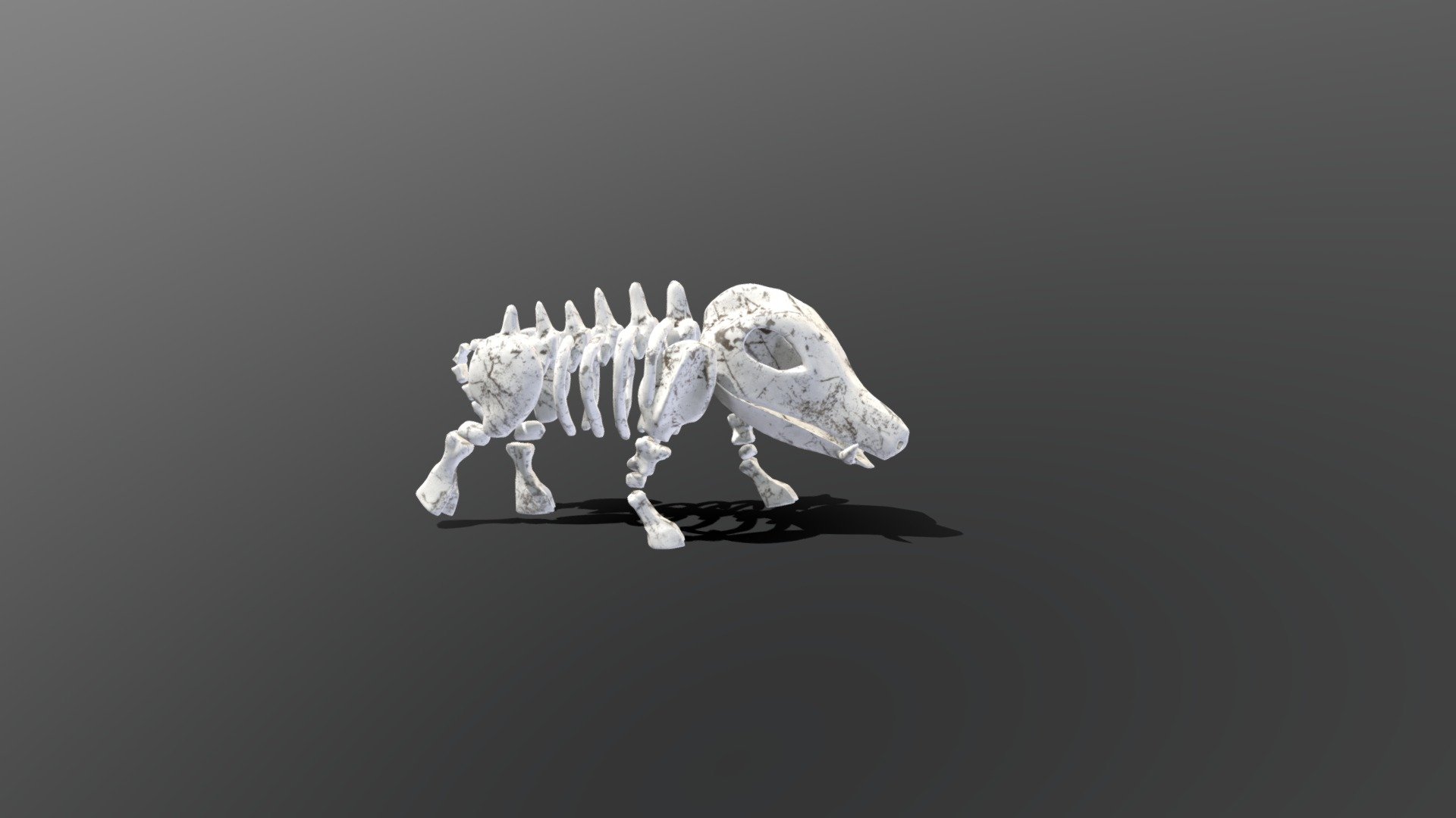 Boar Skeleton - Buy Royalty Free 3D model by Zhang Shangbin ...