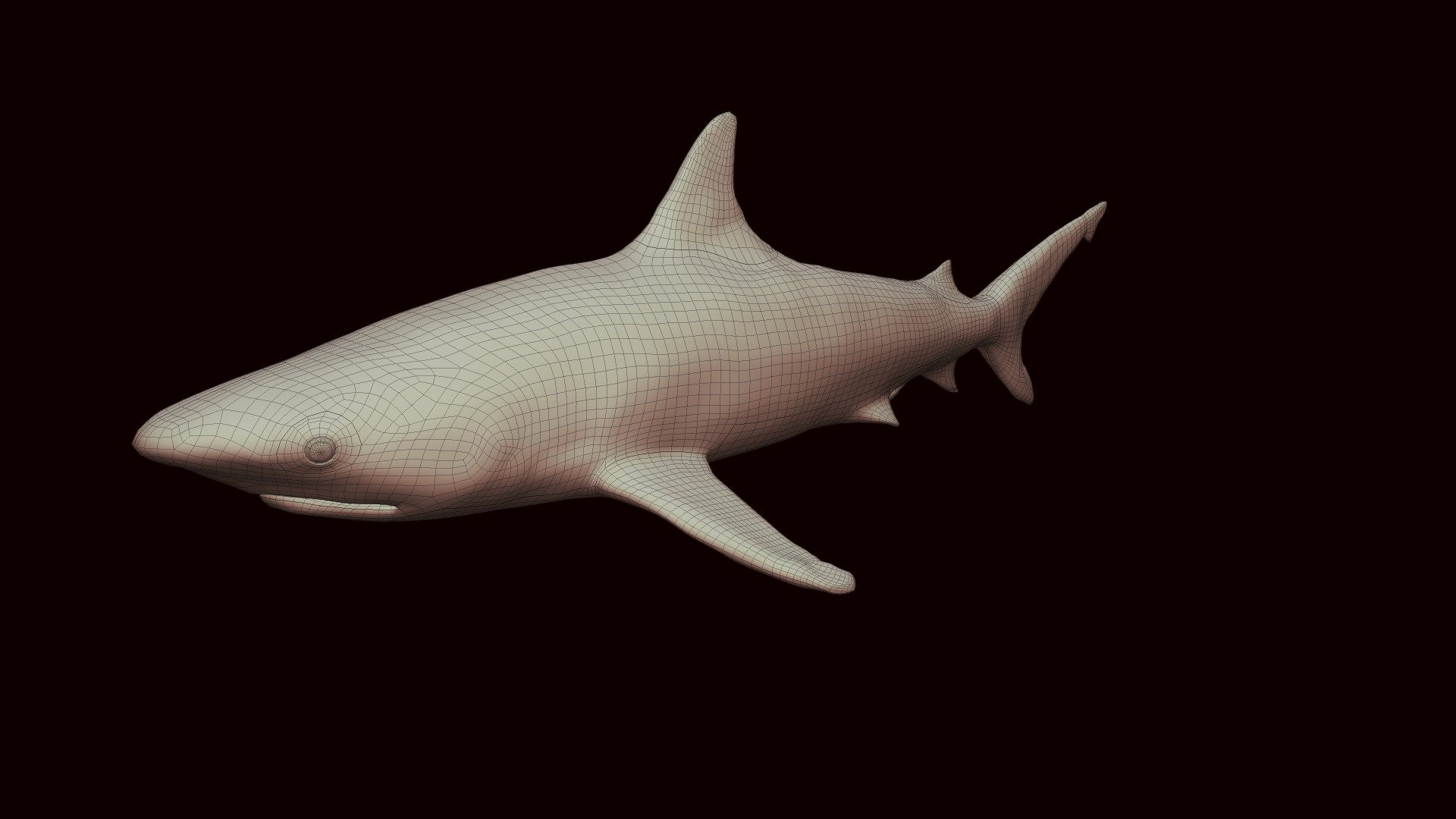 Model 9B - Blacktip Shark Mesh - Download Free 3D model by ...