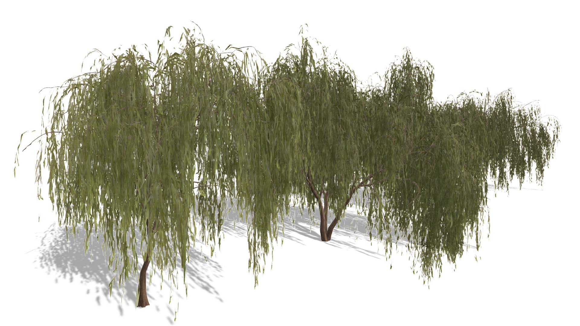 Willow Trees - 3D model by Studio Lab (@studiolab.dev) [a80954c ...