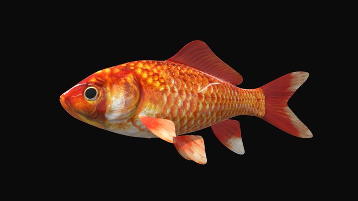Goldfish 3D models - Sketchfab