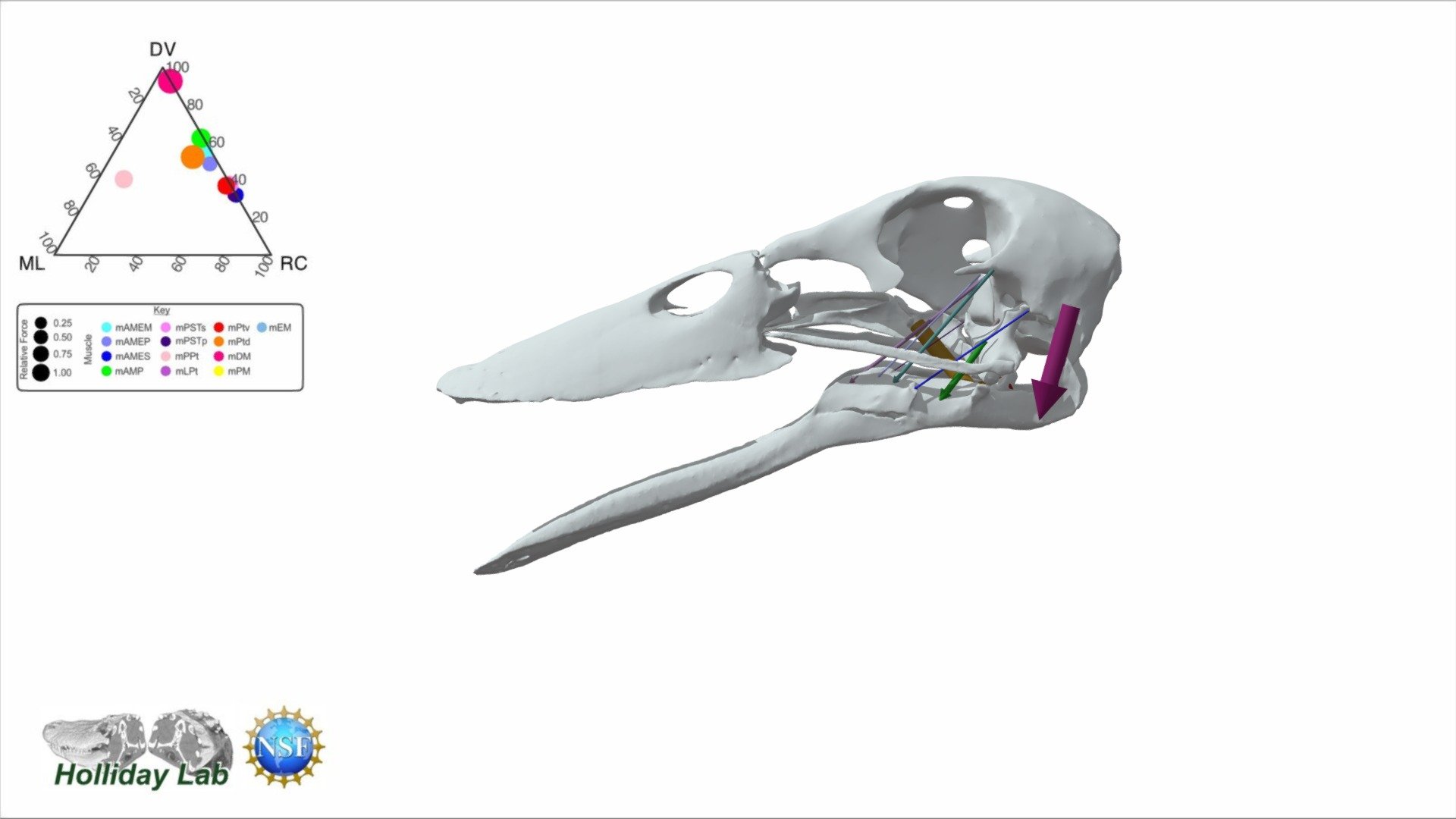 3D Jaw Muscle vectors of Anas platyrhynchos - Download Free 3D model by ...