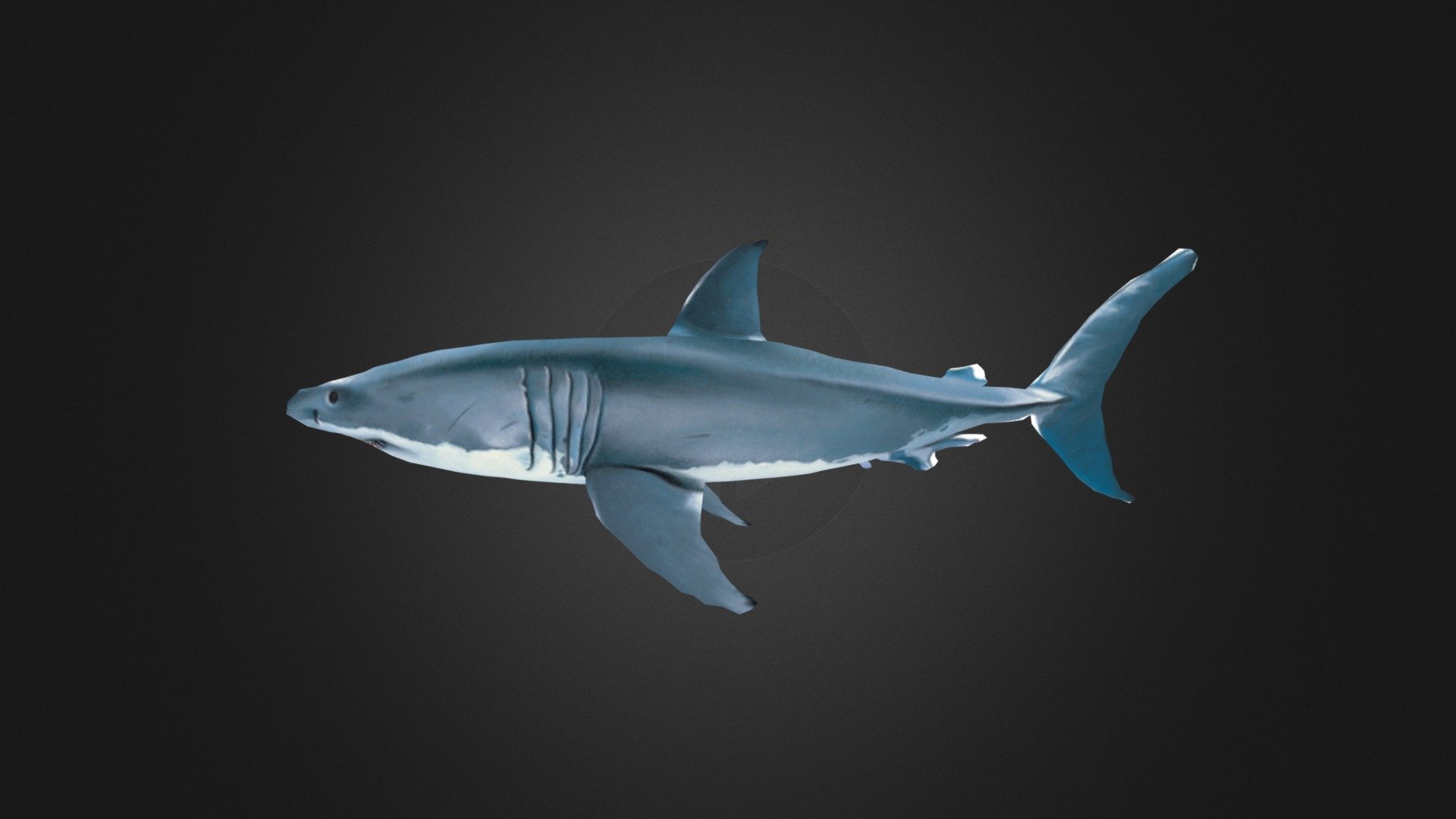 Shark - Download Free 3D model by Tan [a80e636] - Sketchfab