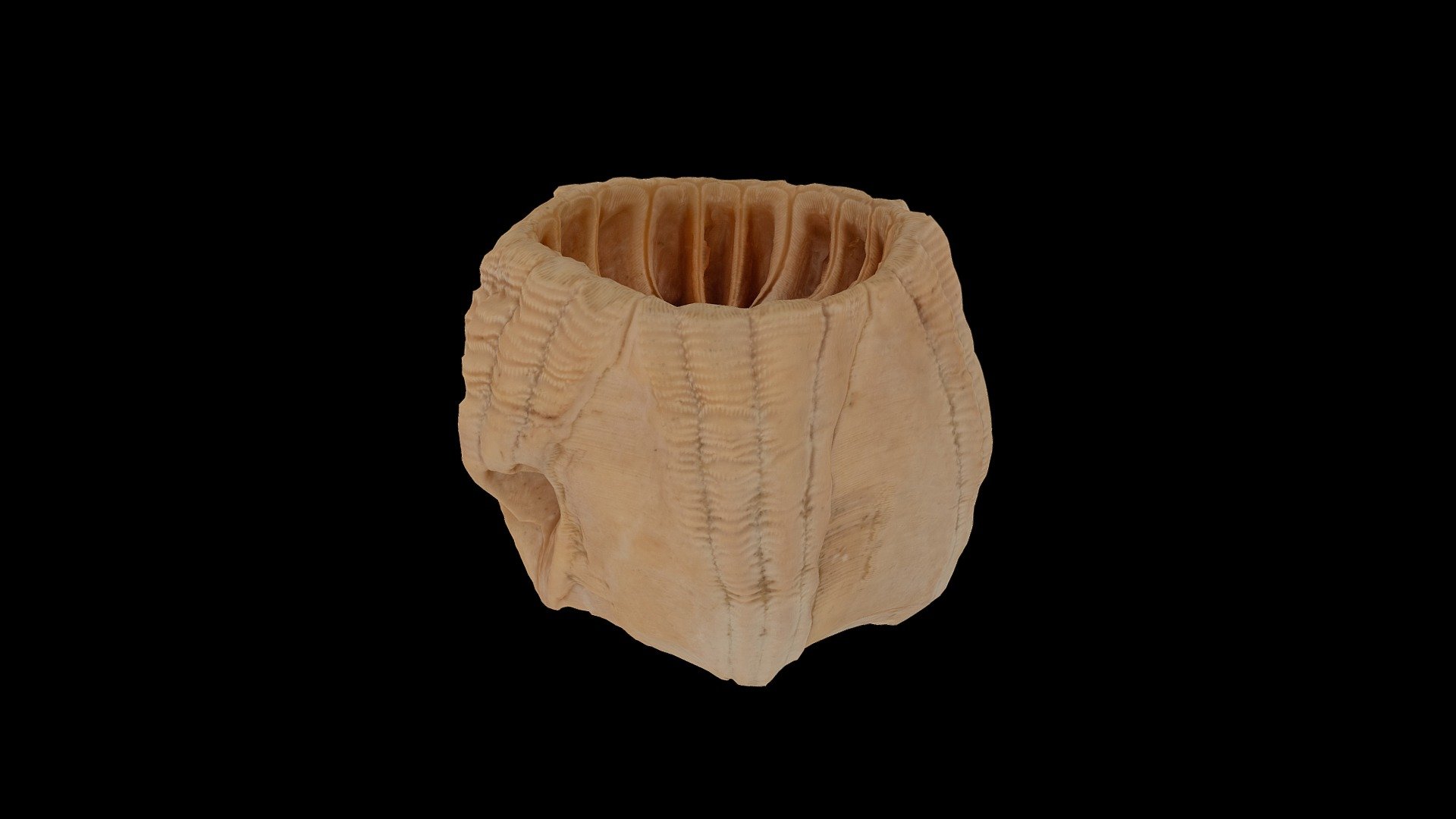 Whale barnacle - Buy Royalty Free 3D model by Stephen_Wessels [a80ecc1 ...
