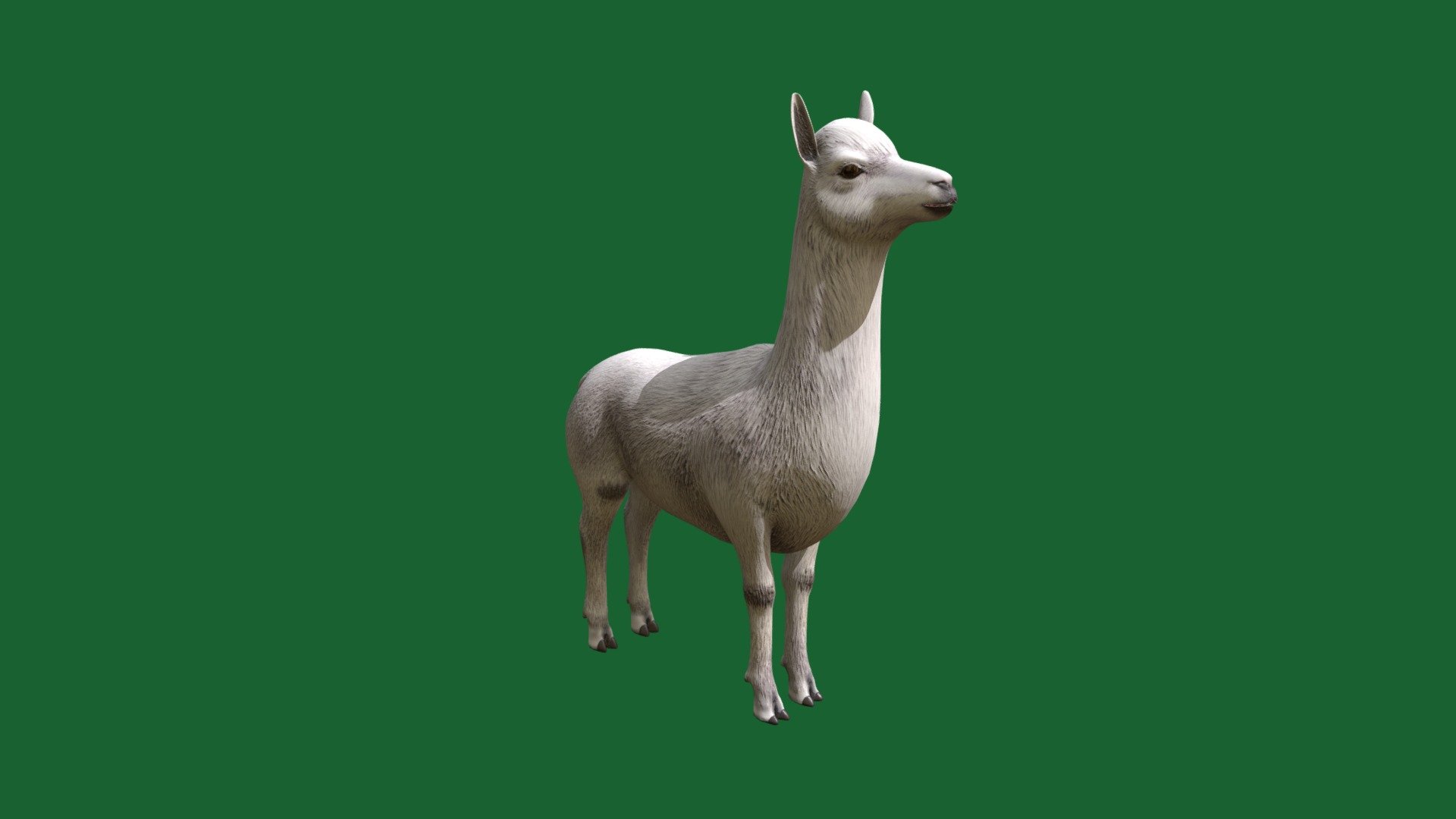 Alpaca - Download Free 3D model by kenchoo [a81fdf4] - Sketchfab