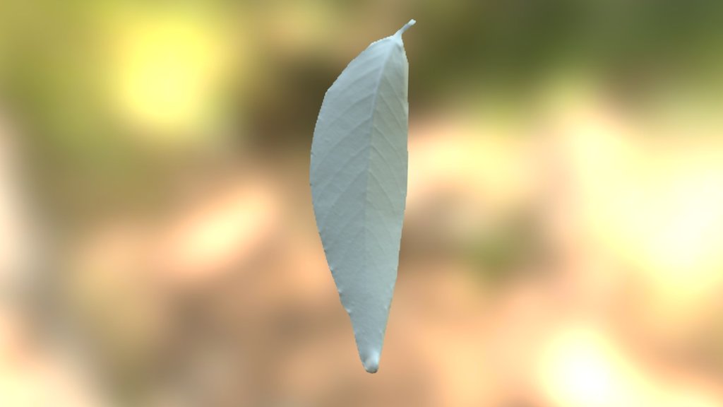 Leaf - Download Free 3D model by behzod [a82d50d] - Sketchfab