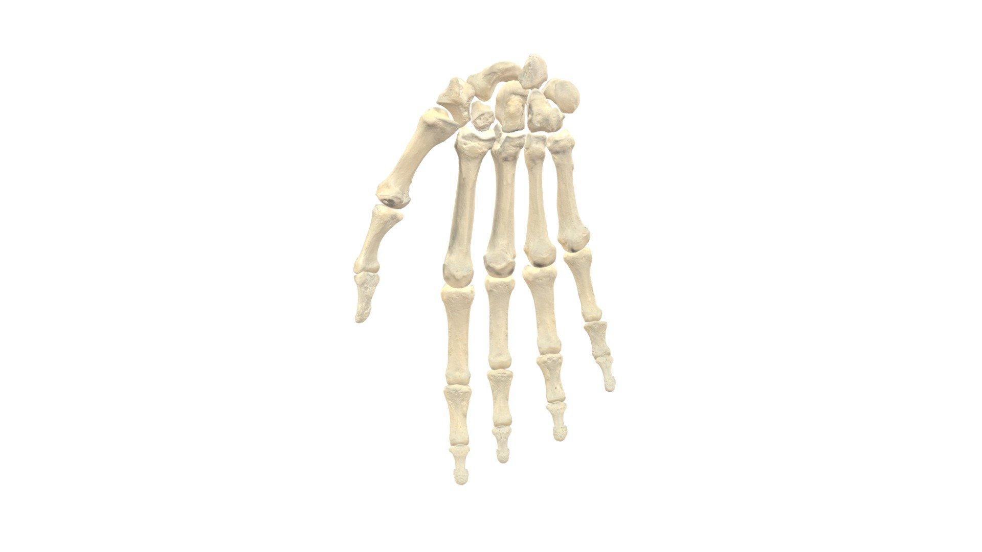 Hand R - Phalanges - 3D model by Universiteit Antwerpen (@marjanmaldoy ...