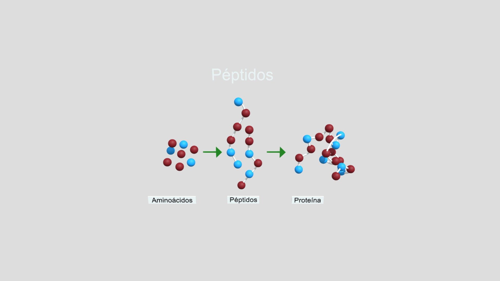 Péptidos - Download Free 3D model by ernesto.roman [a8353fd] - Sketchfab