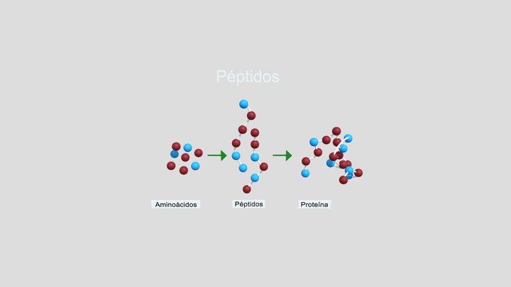 Peptides 3D models - Sketchfab