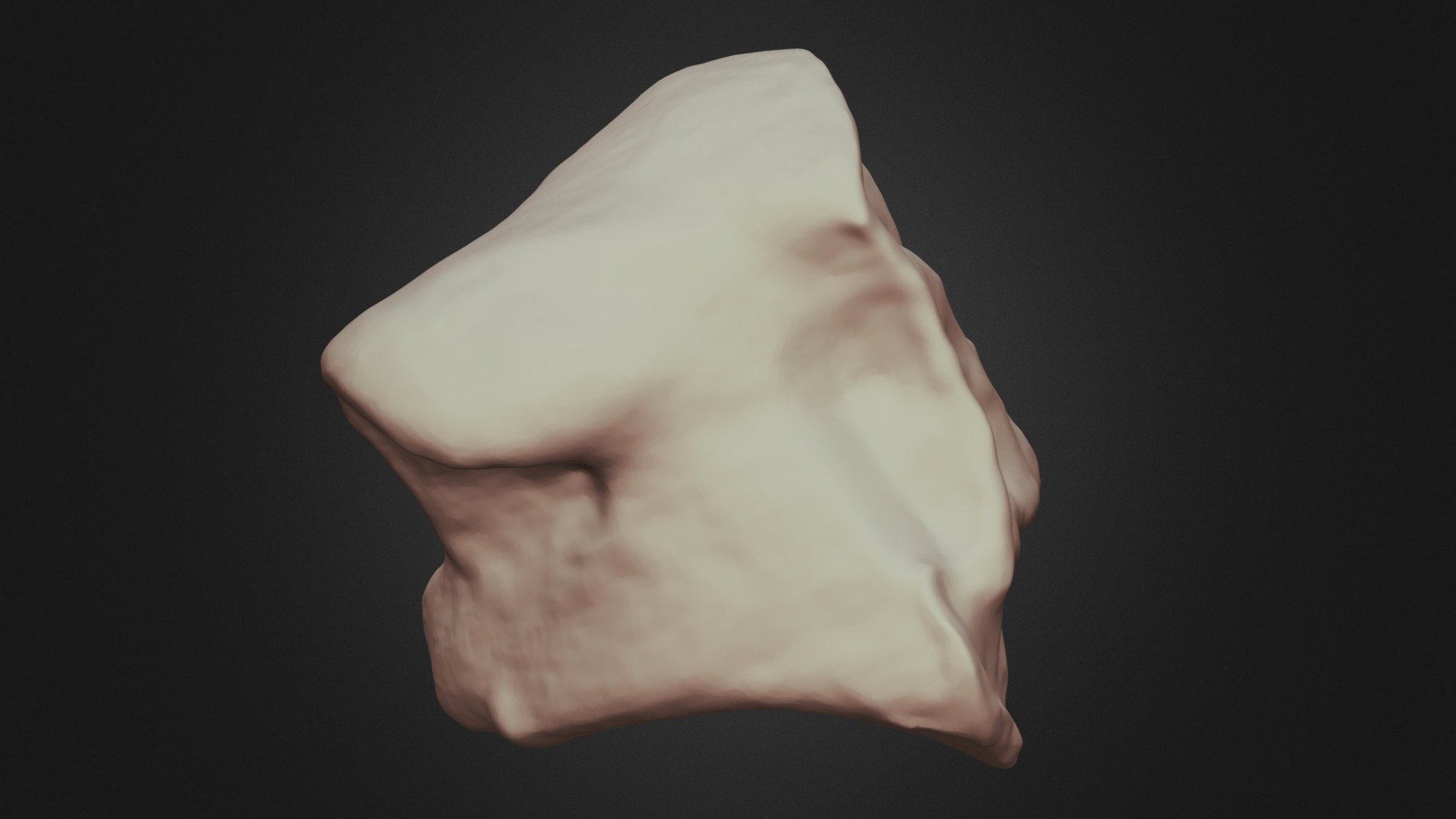 Ursus americanus Left Hamate - 3D model by Lakehead Anthropology ...