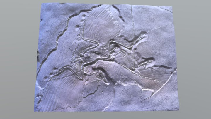 Archaeopteryx 3D models - Sketchfab