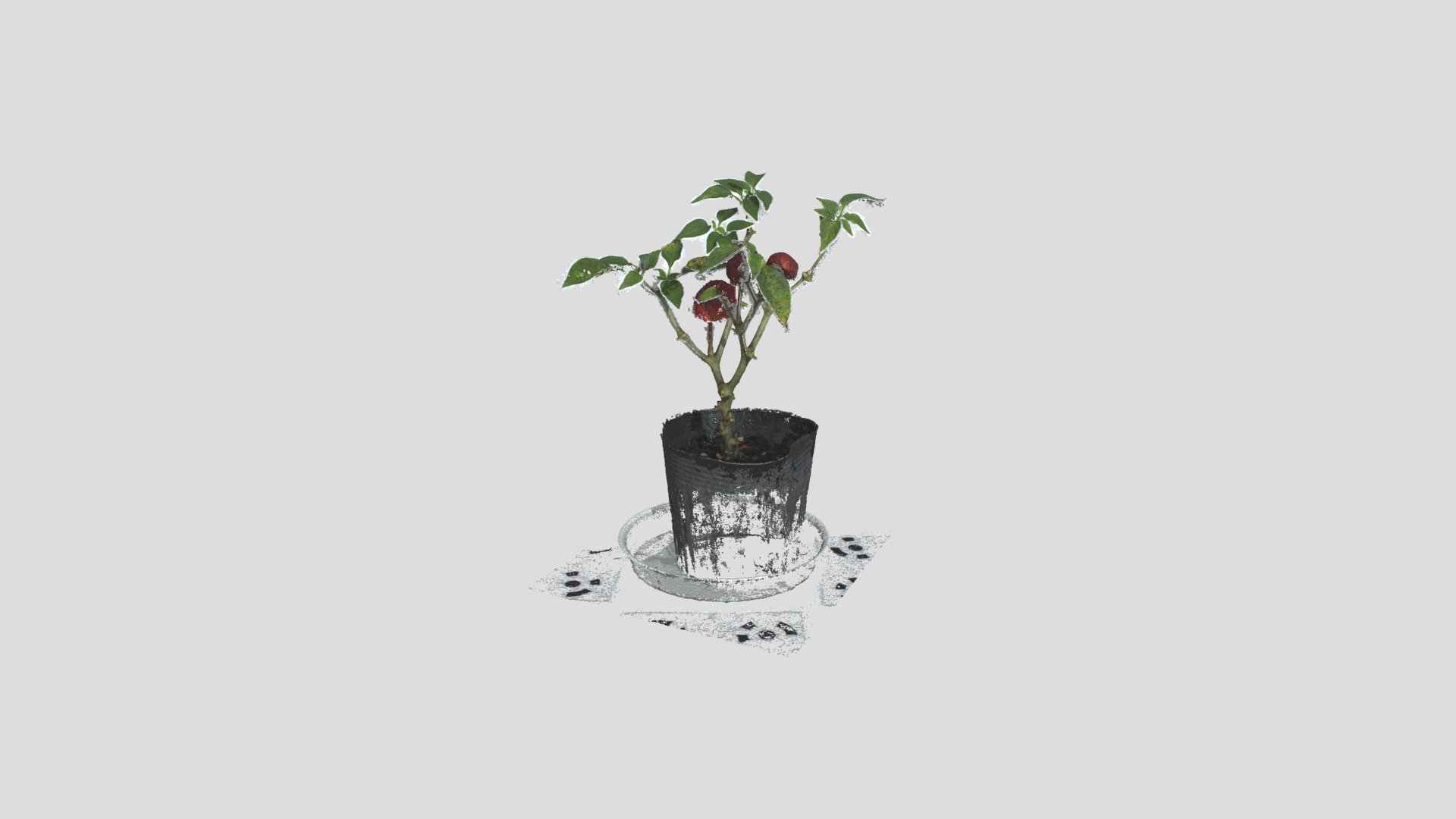Capsicum - Download Free 3D model by Koji Noshita (@noshita) [a8412e7 ...