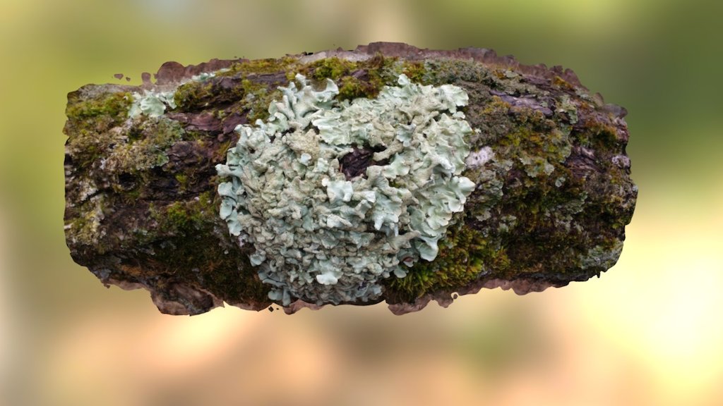 Lichen on a fallen tree - Download Free 3D model by John Fino ...