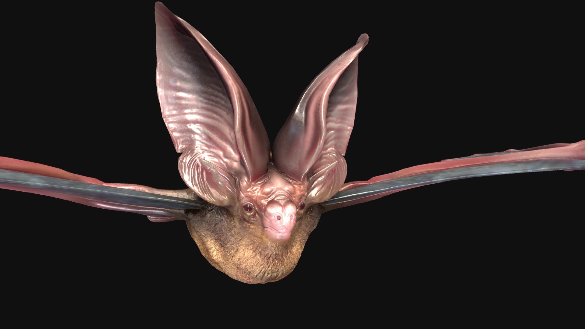 bat - 3D model by AgastinBrando (@Agastin.Brando) [a853dd8] - Sketchfab