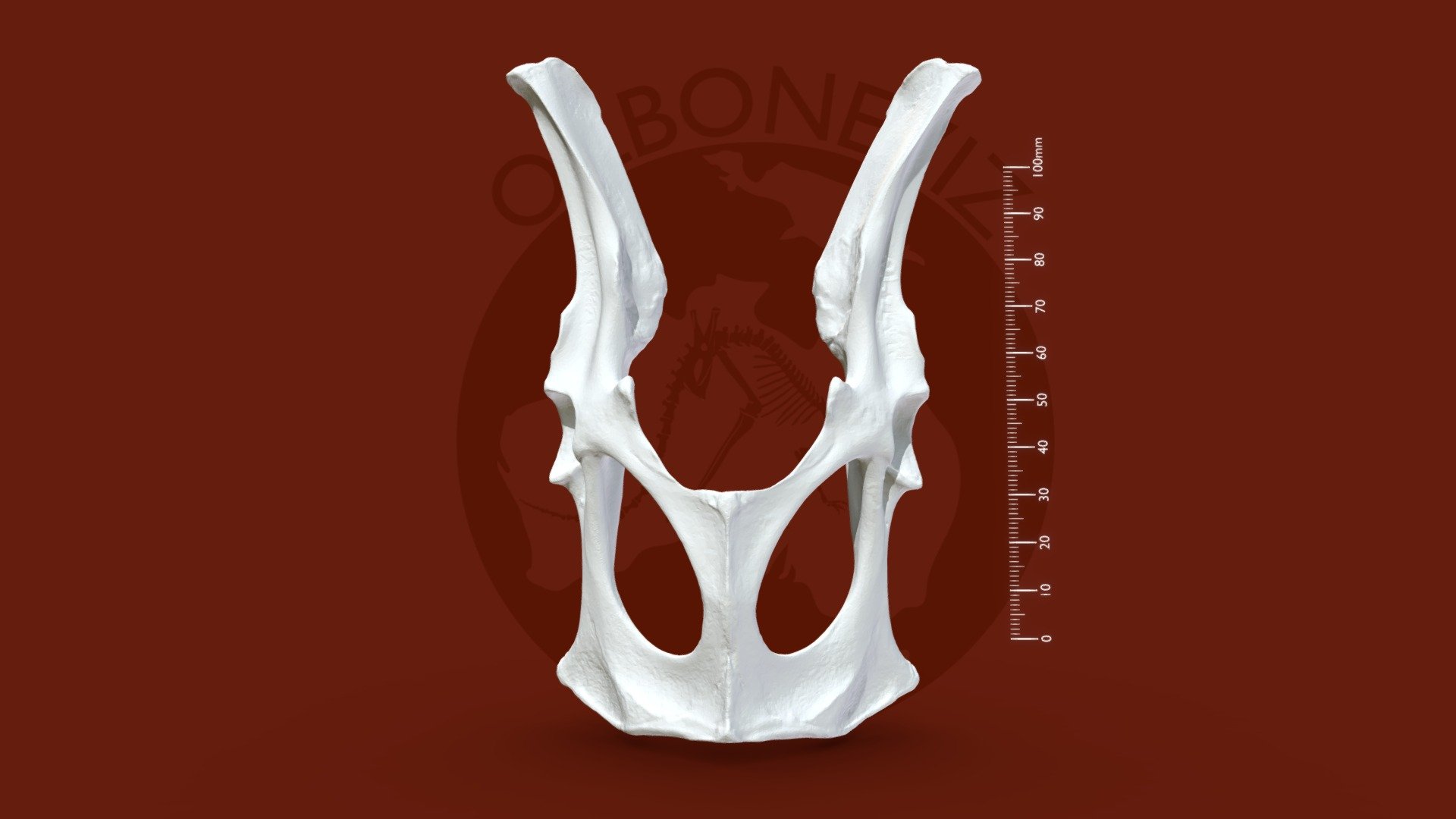 Yellow-footed rock-wallaby pelvis - 3D model by Ozboneviz [a859b88 ...