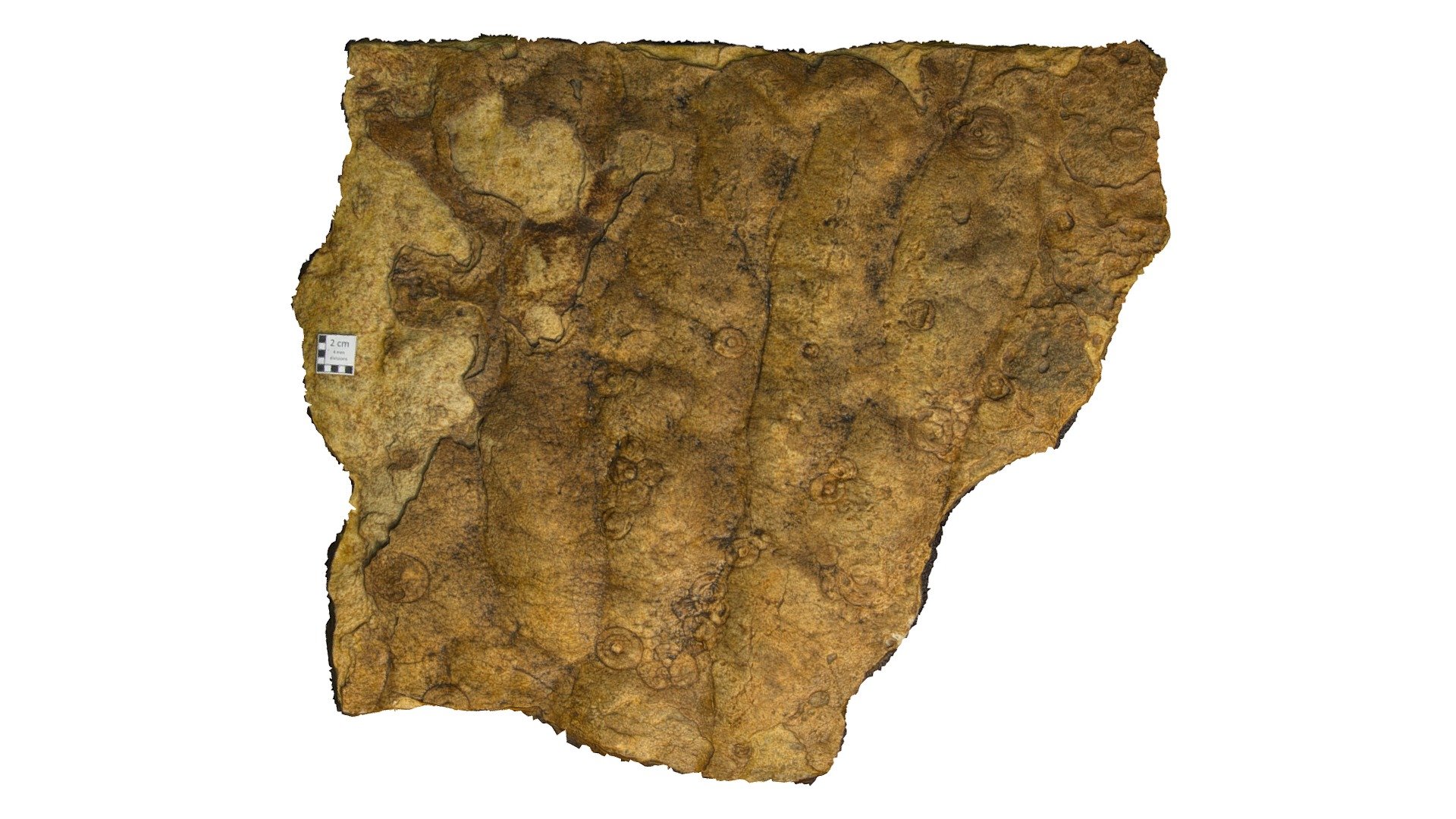 Ediacaran_1 - 3D model by AusGeol.org (@AusGeol) [a8642be] - Sketchfab