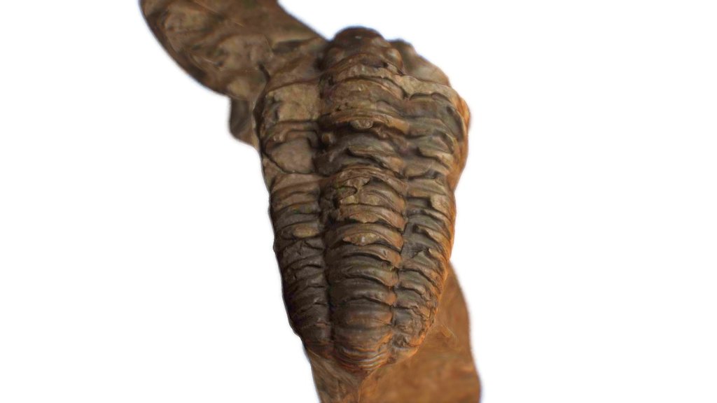 Fossil Trilobite Scan - 3D model by Free 3D Models (@free3dmodels ...