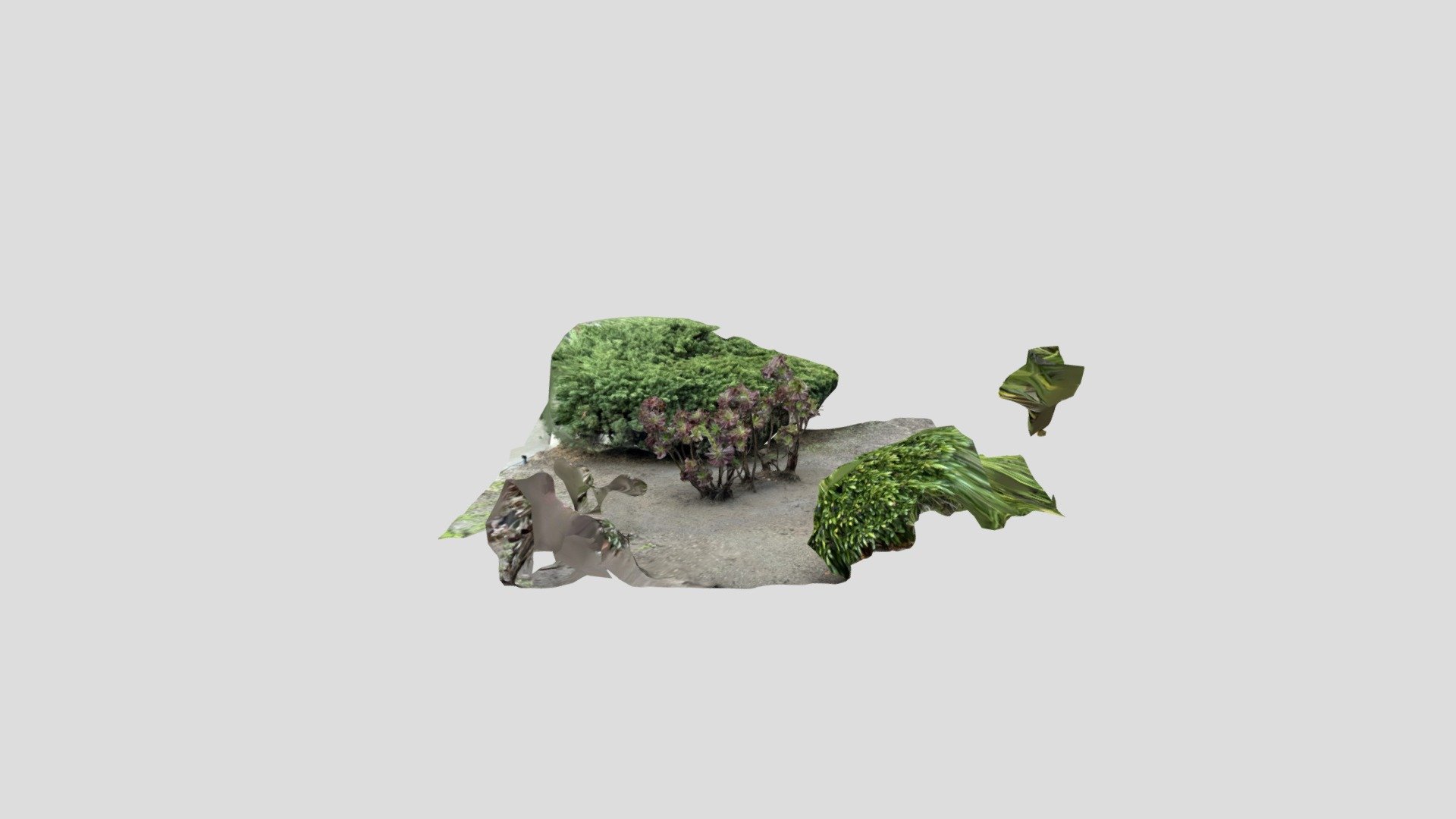 Red Aeonium - Download Free 3D model by msablan [a869fa4] - Sketchfab
