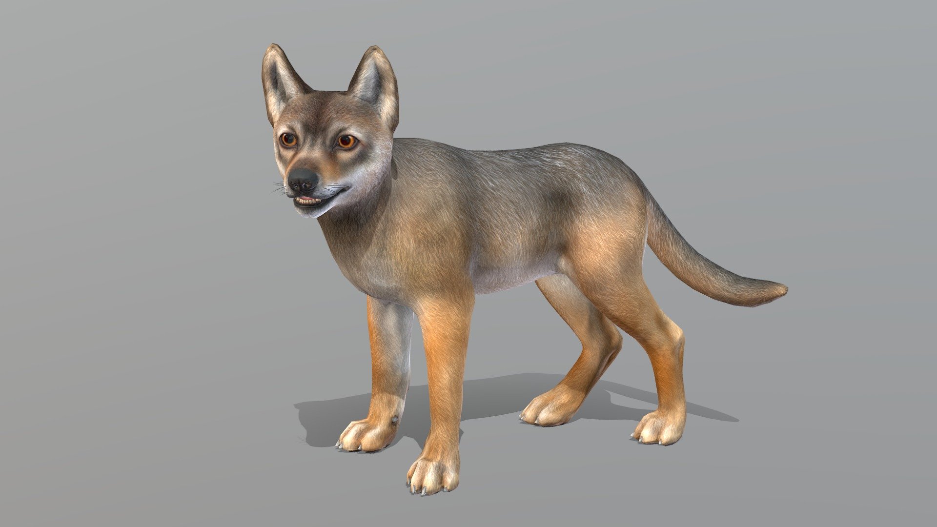 Wolf Cub textures - 3D model by RedDeer (@billl90) [a86dbca] - Sketchfab