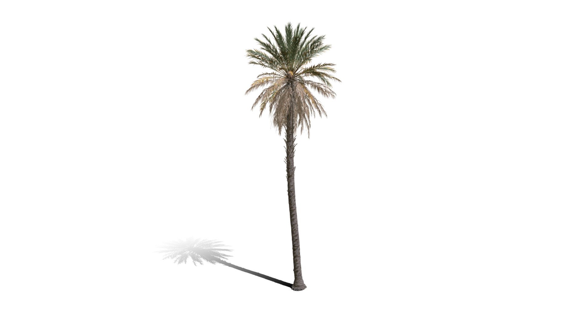 Realistic HD Date palm (53/78) - Download Free 3D model by PlantCatalog ...