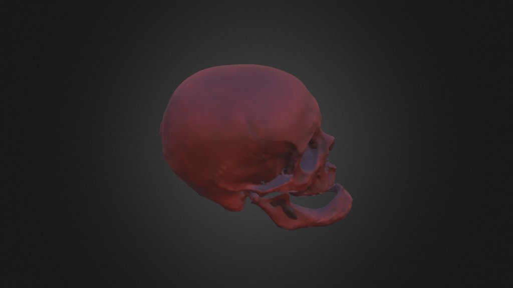 Cranio - 3D model by labanof [a8731d7] - Sketchfab