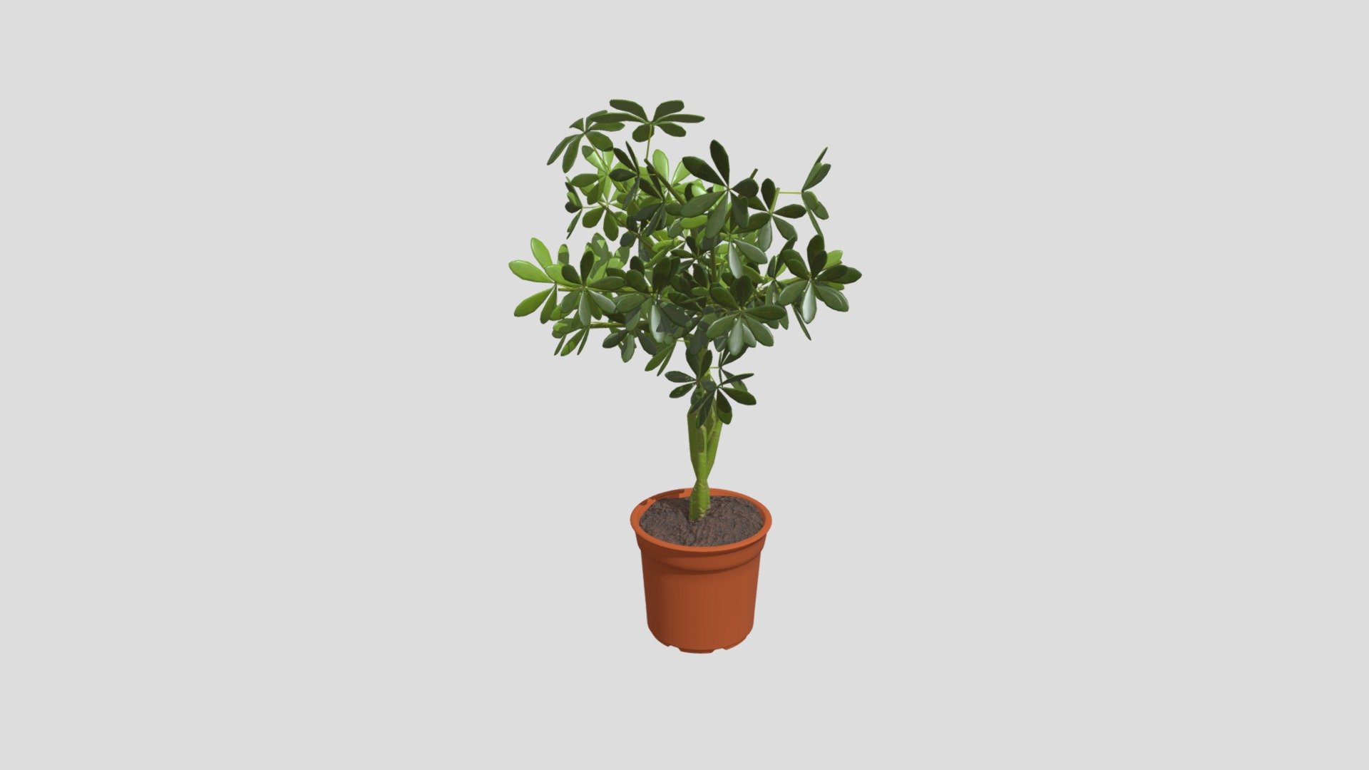 Schefflera umbrella houseplant 3D Model - Buy Royalty Free 3D model by ...
