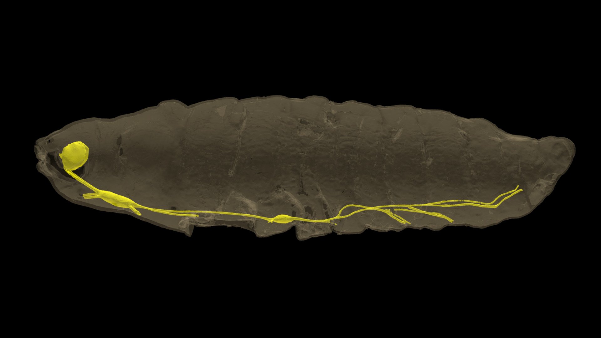 Model 8: Male larva, nervous system. - 3D model by Entomology Group Uni ...
