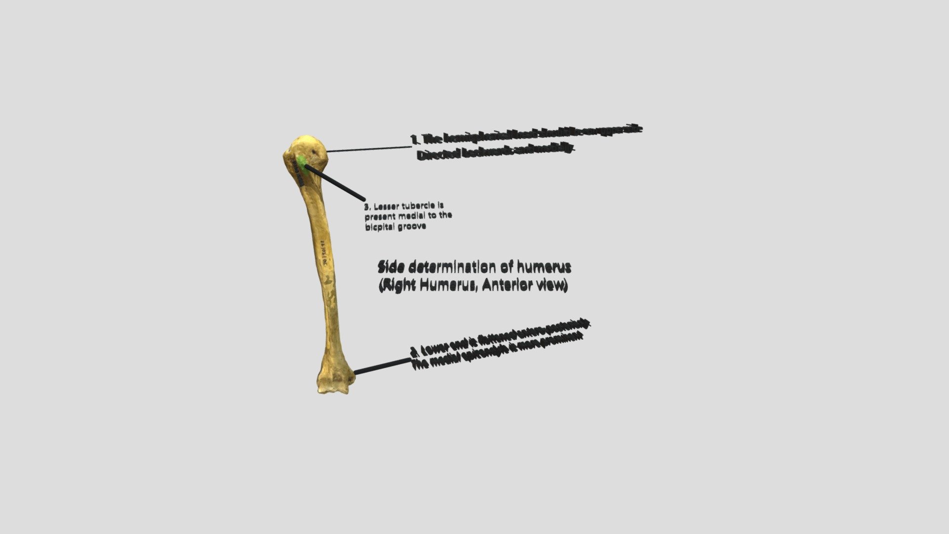 Side Determination Of Humerus - 3D model by Drpradipchauhan ...