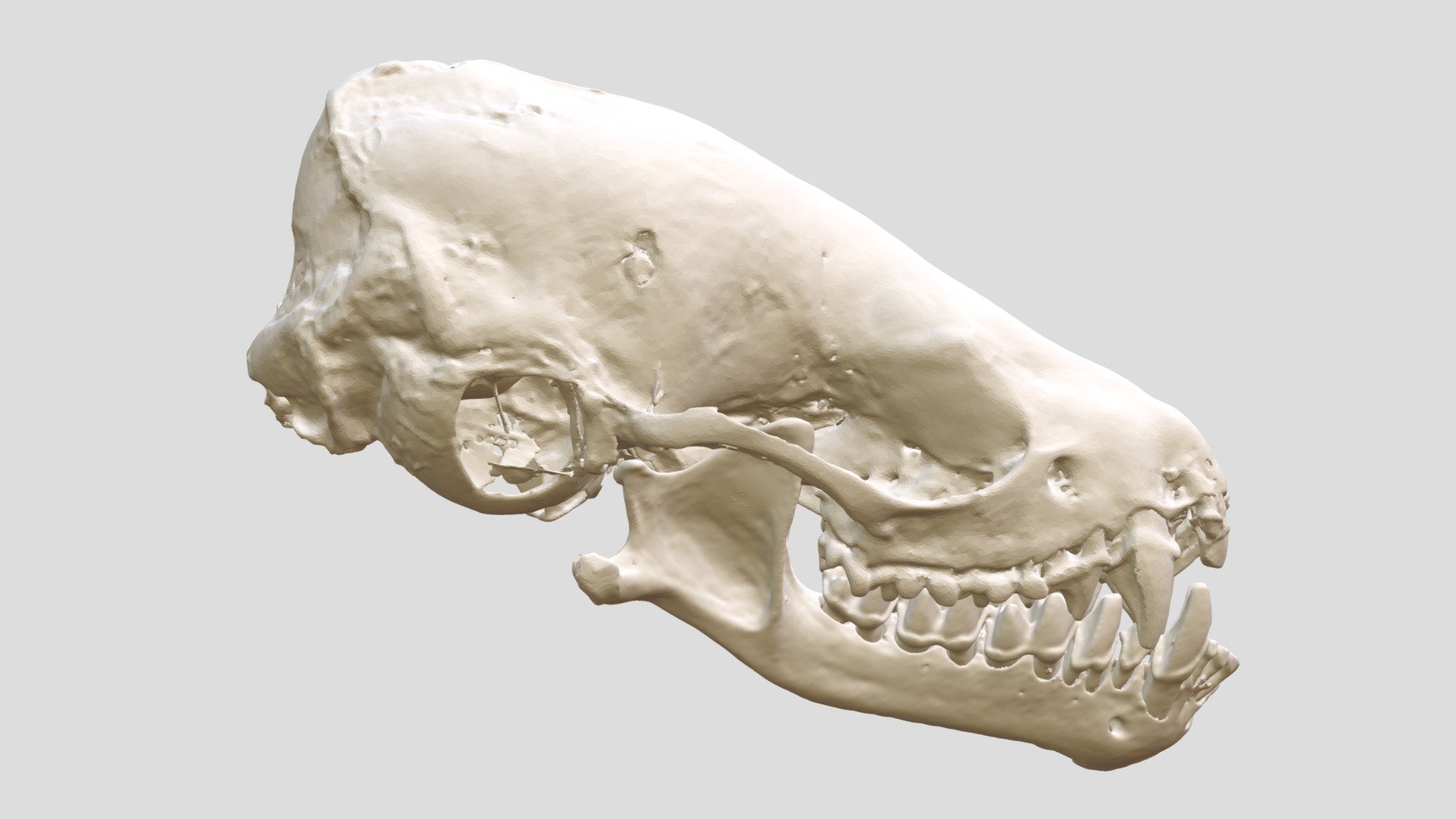 Histiotus montanus (MSB:Mamm:32741) - 3D model by Biodiversity [a889c58 ...