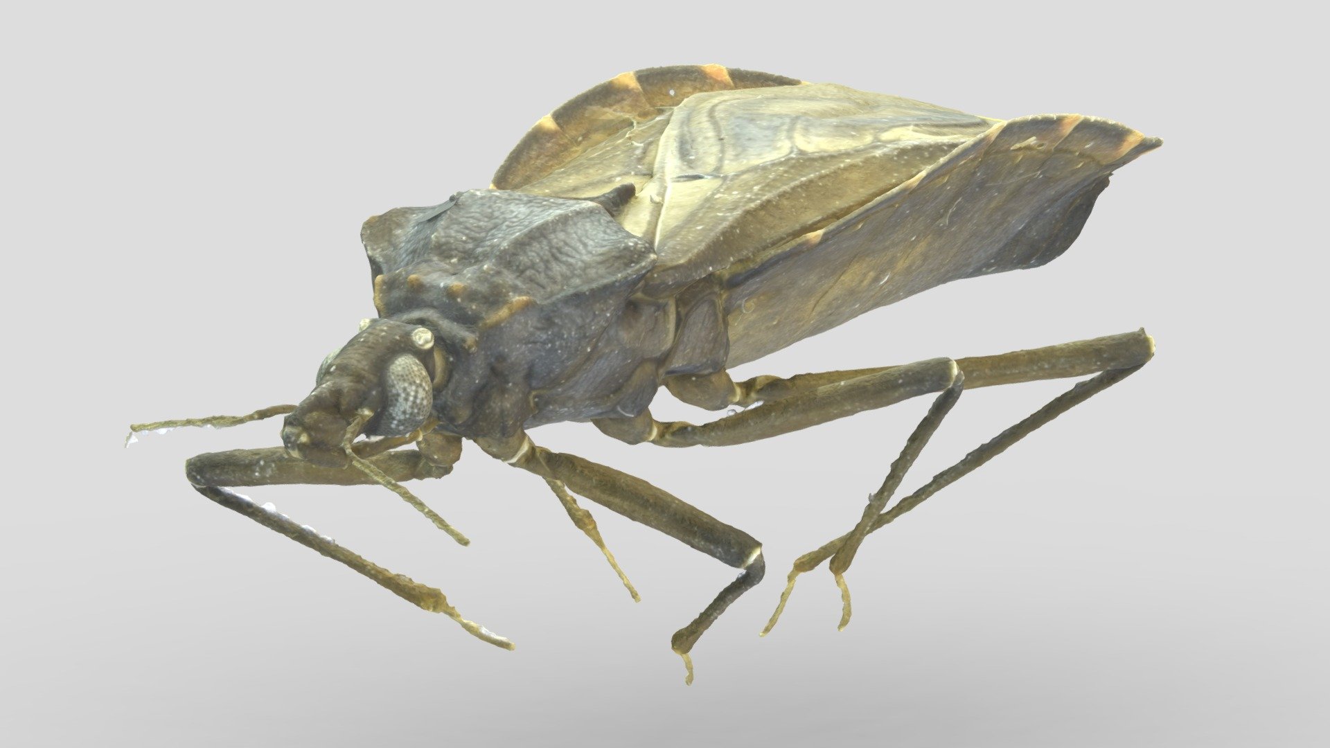 Kissing bug (P. chinai ♂) - Loja, Ecuador - 3D model by PUCE ...