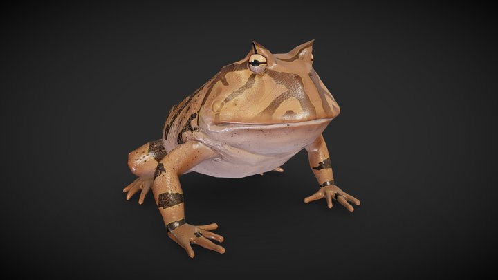 Toad 3D models - Sketchfab