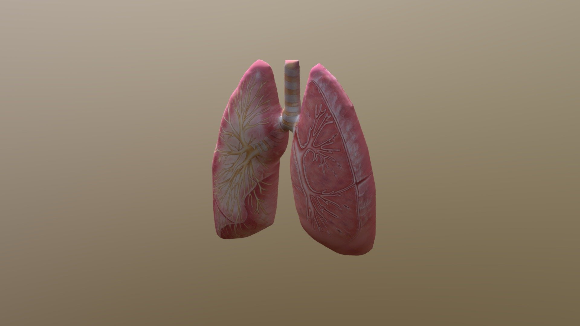 Bagian Paru-paru by Yessi - 3D model by miokti86 [a890410] - Sketchfab