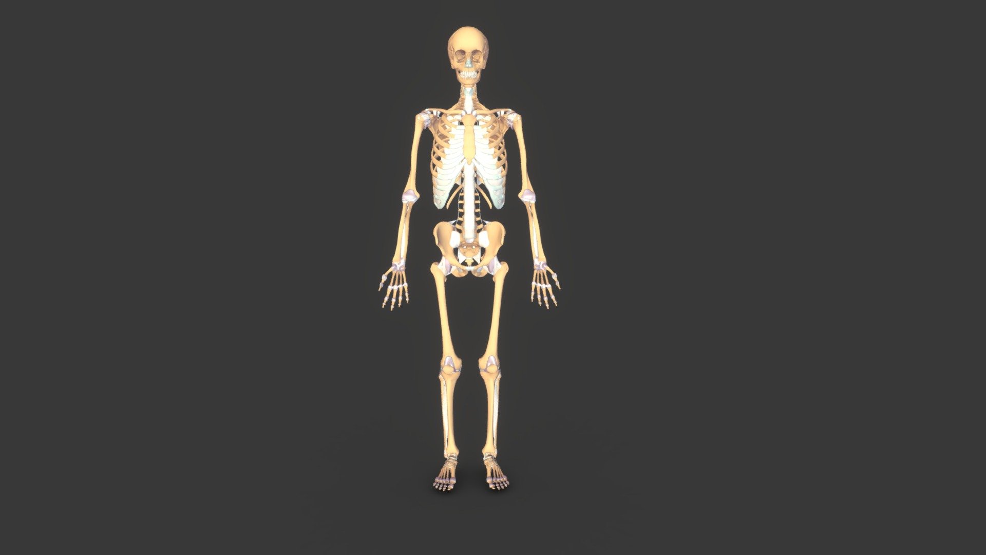 Arthrology - Download Free 3D model by Z-Anatomy [a890d80] - Sketchfab