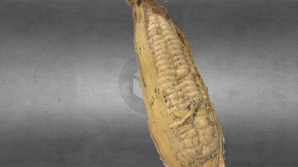 Choclo Blanco - 3D model by felipe_vargas [a891fd6] - Sketchfab