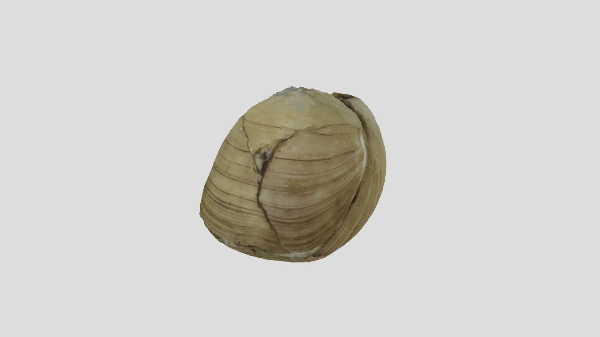 Articulate Brachiopod 3d Model By Department Of Earth Sciences Ucl