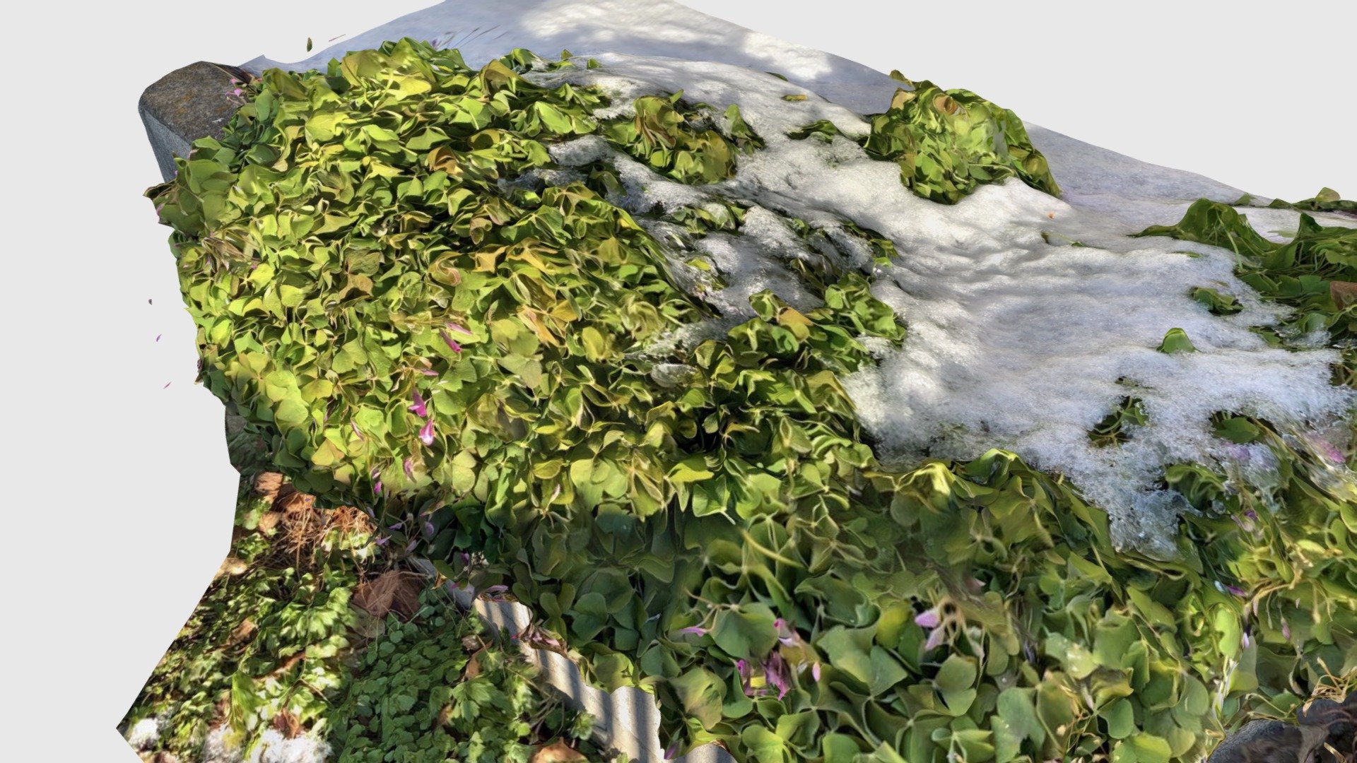 Japanese Clover_winter - Download Free 3D model by Stnk (@Seiyatnk ...
