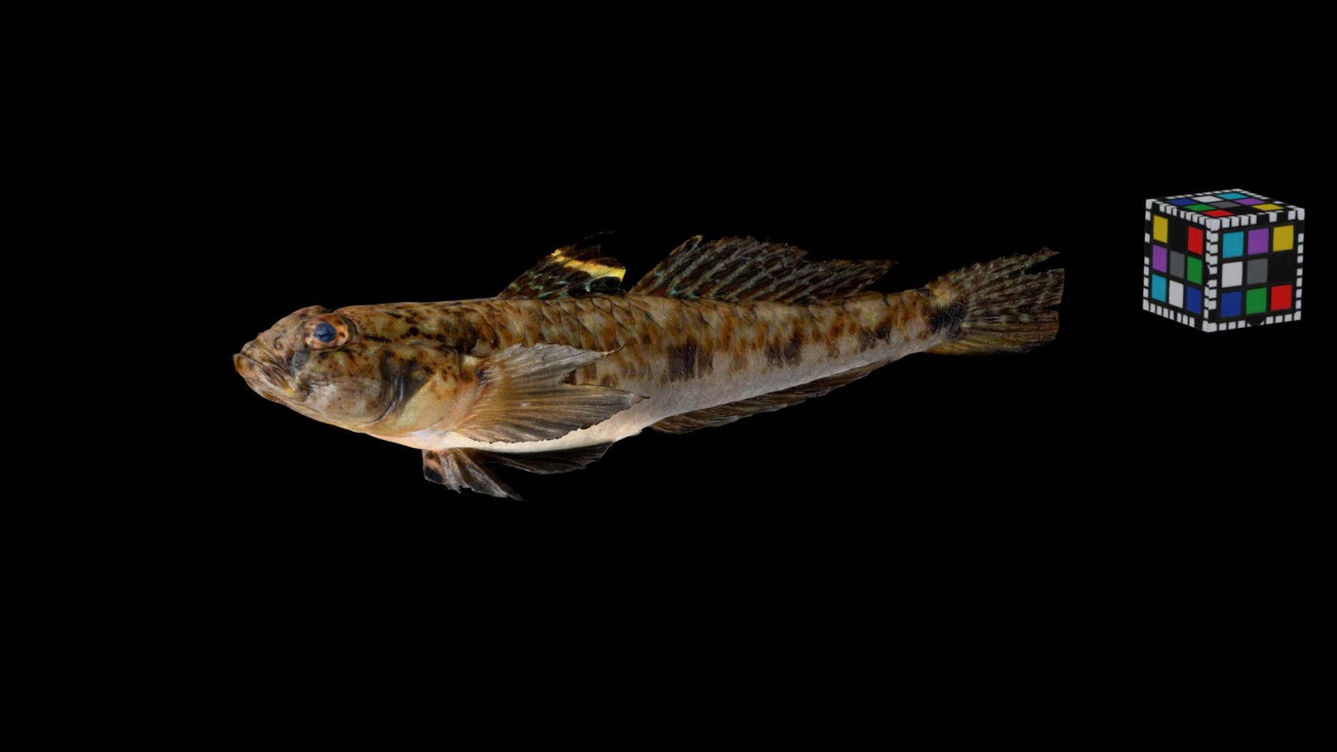 CC0 ヒメハゼ 🐟 ♀ Sharp-nosed Sand Goby - Download Free 3D model by ffish ...