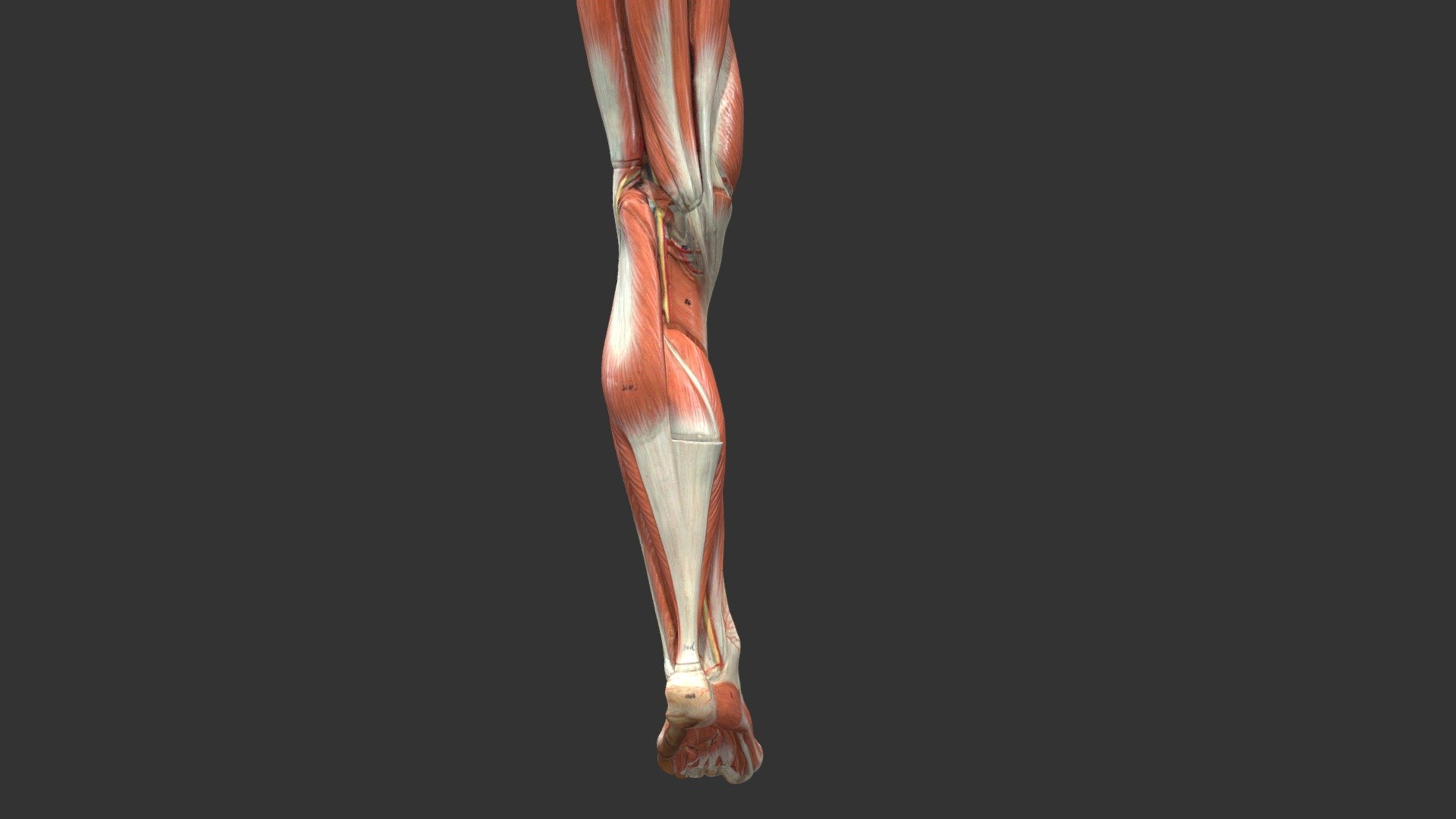 lower limb4 - 3D model by 輔仁大學 [a8a16f4] - Sketchfab