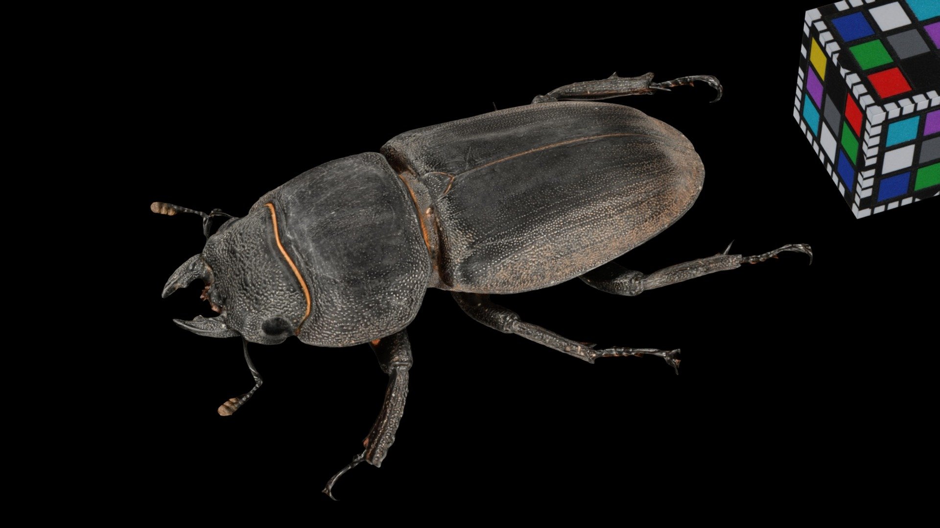 CC0 イキヒラタクワガタ ♀ Iki Stag Beetle - Download Free 3D model by ffish.asia ...